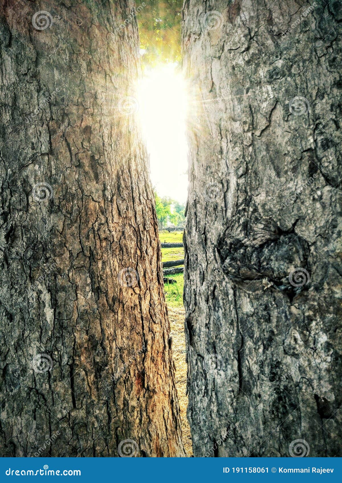 View of Sun between Two Trees Stock Image - Image of trees, scenery ...