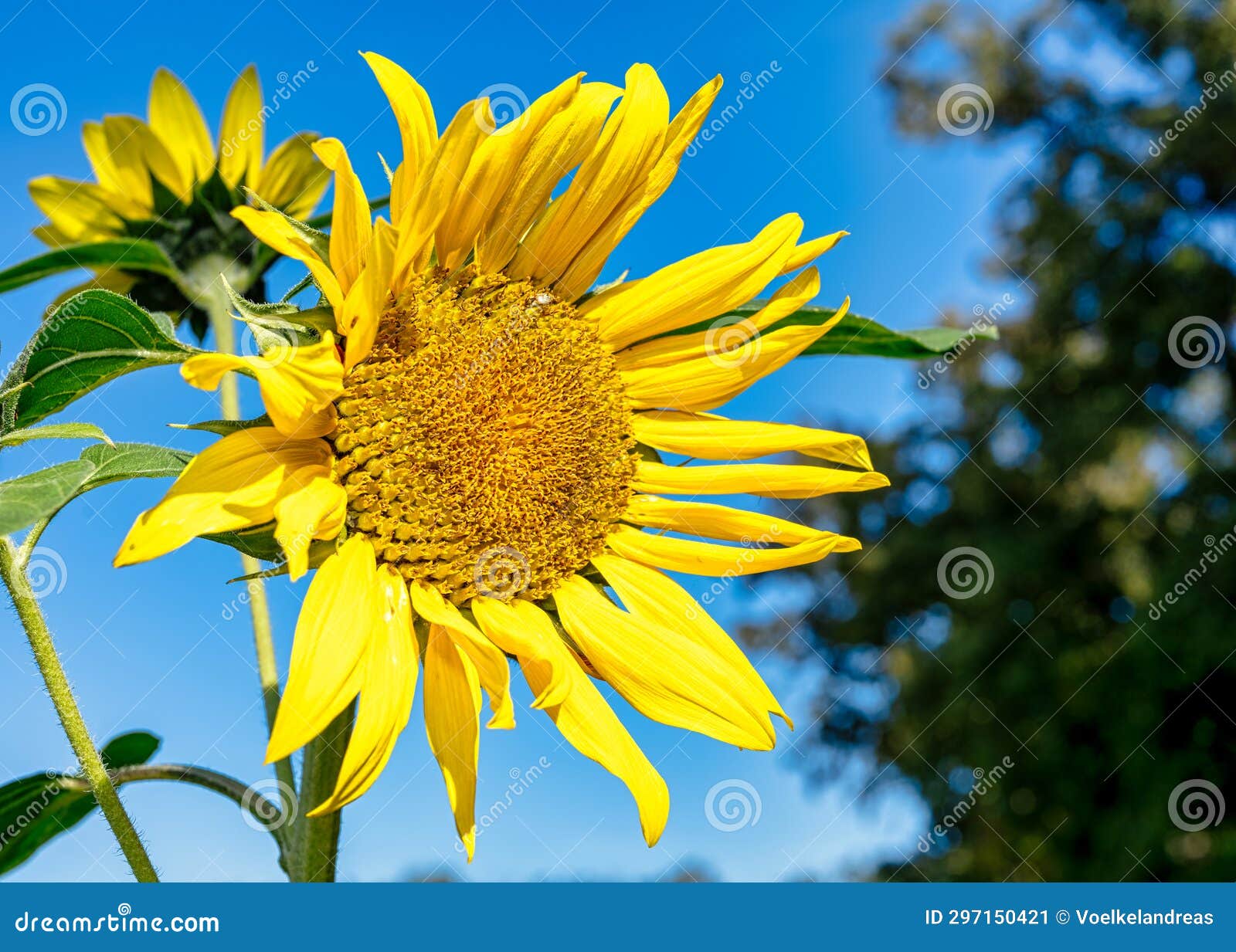 A View of Sunflowers in the Field Stock Image - Image of summer, heaven ...