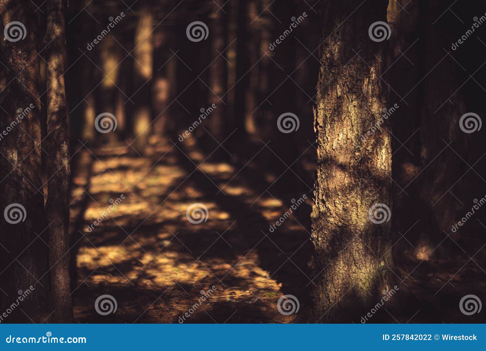 View of Sunlight Illuminating the Tree Trunks in the Forest at Fall ...