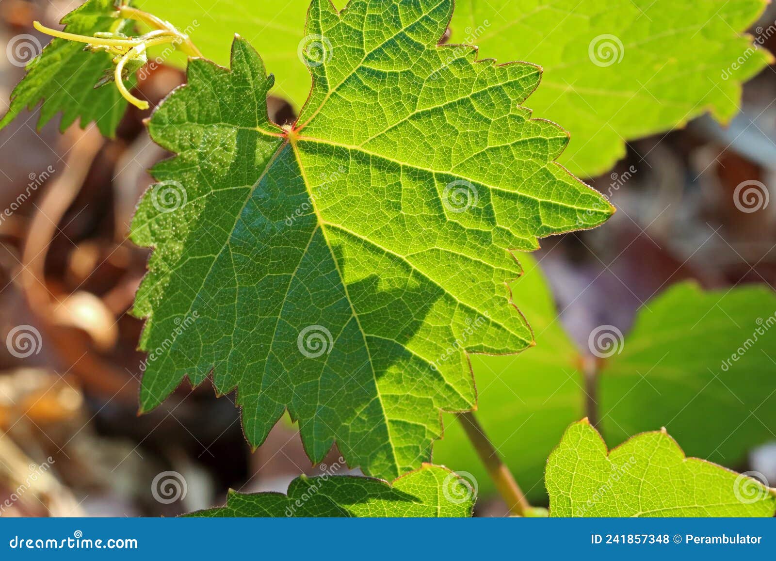 SUNLIGHT on NETWORK of VEINS on a GRAPE LEAF Stock Photo - Image of ...
