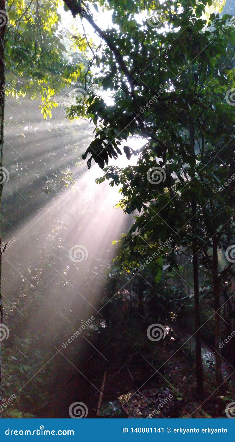 A View of Sunlight between Trees in a Tropical Forest Stock Image ...