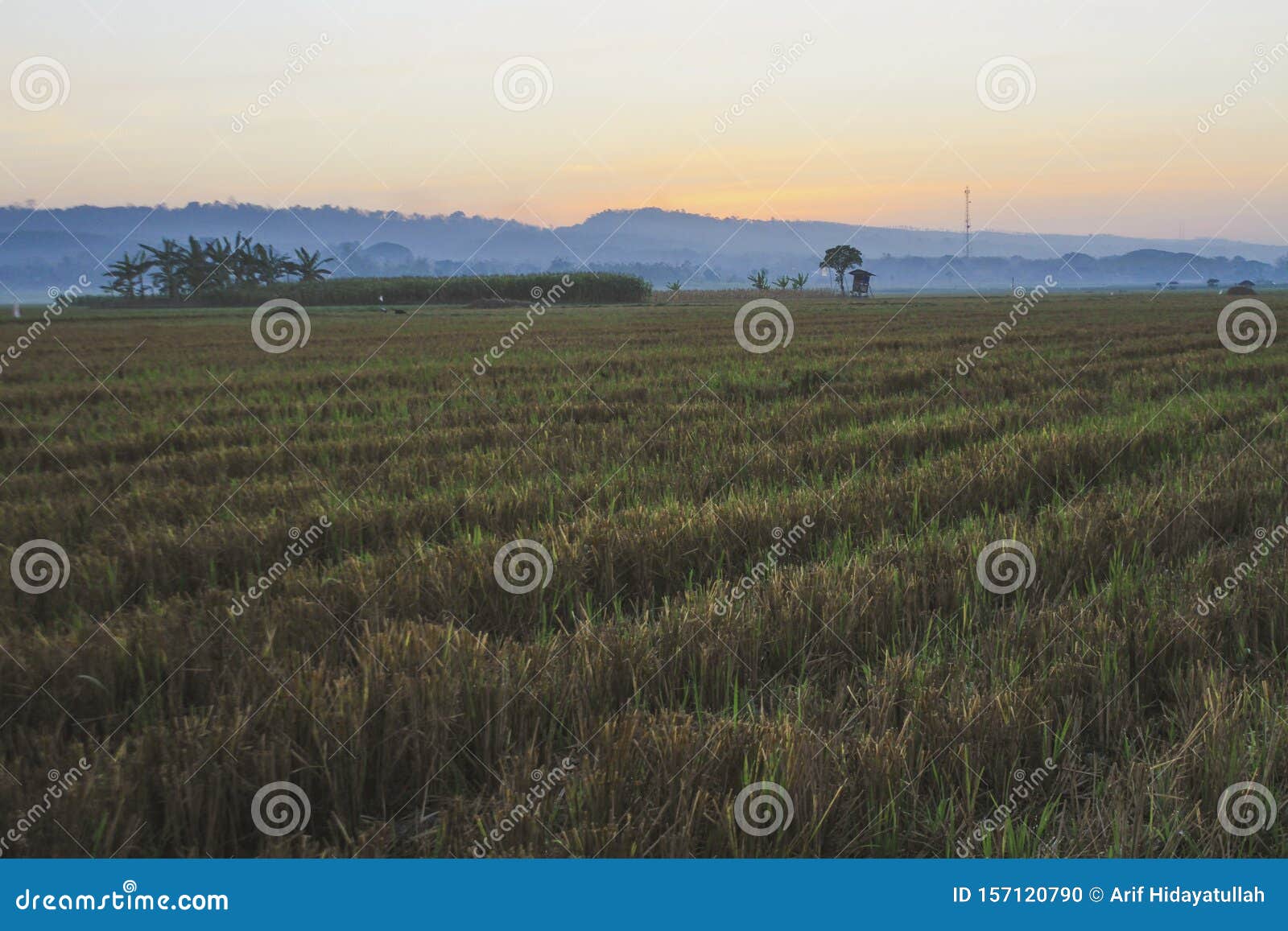 The View of Sunrice in the Rice Fields Stock Photo - Image of nature ...