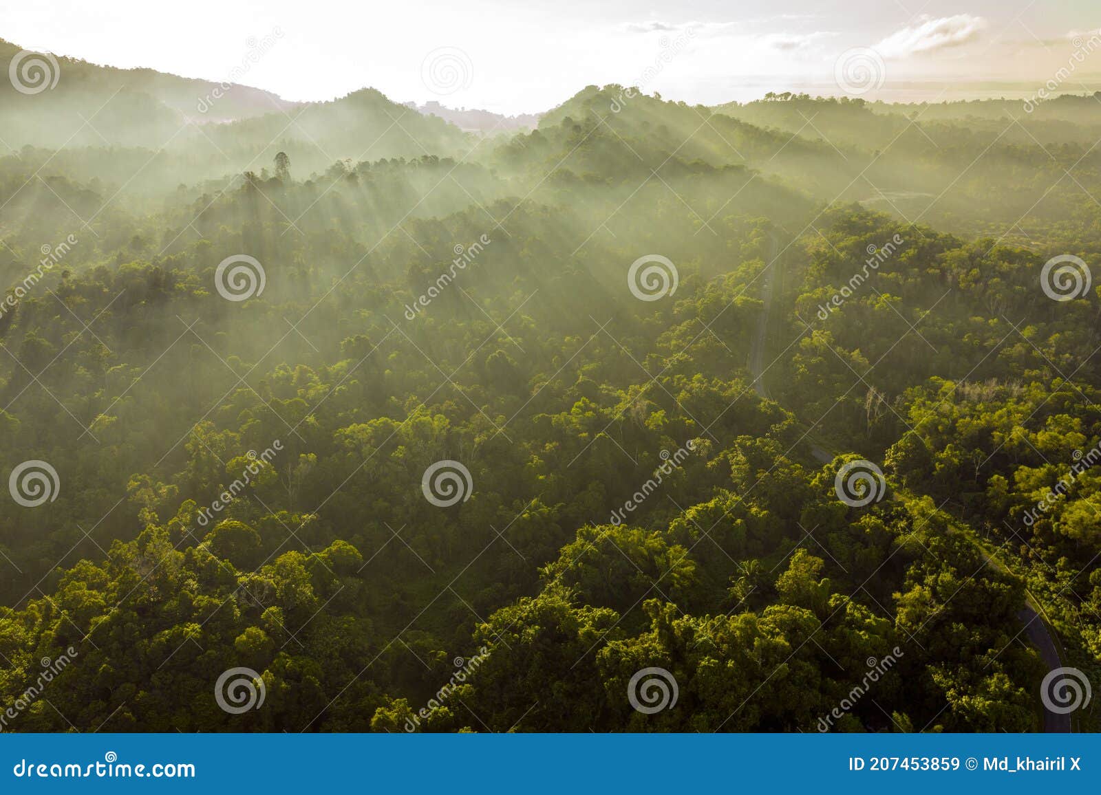 Borneo Rainforest Tree During Sunrise At Sabah Royalty-Free Stock ...