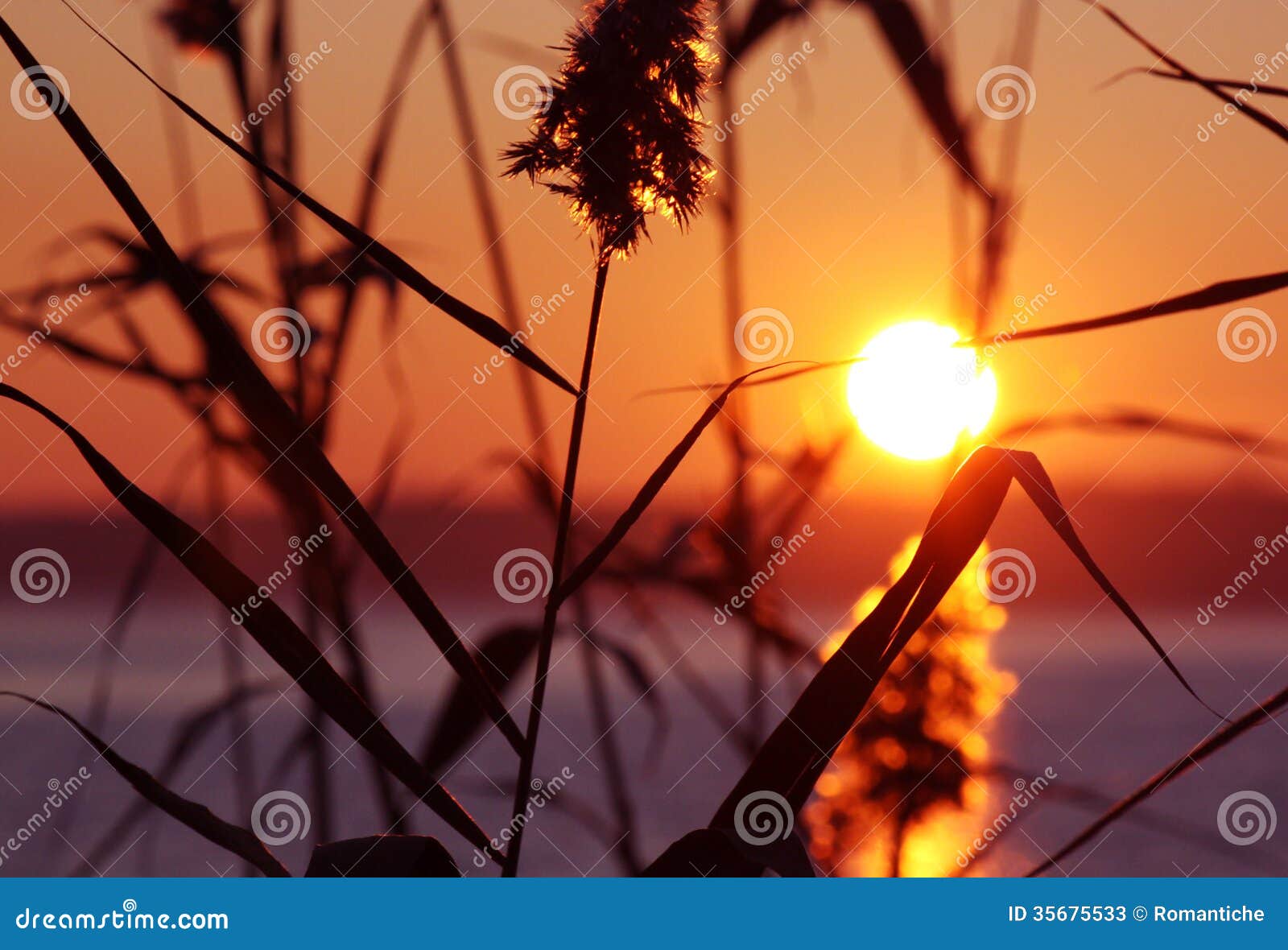 View on Sunset through Cane Stock Image - Image of natural, water: 35675533