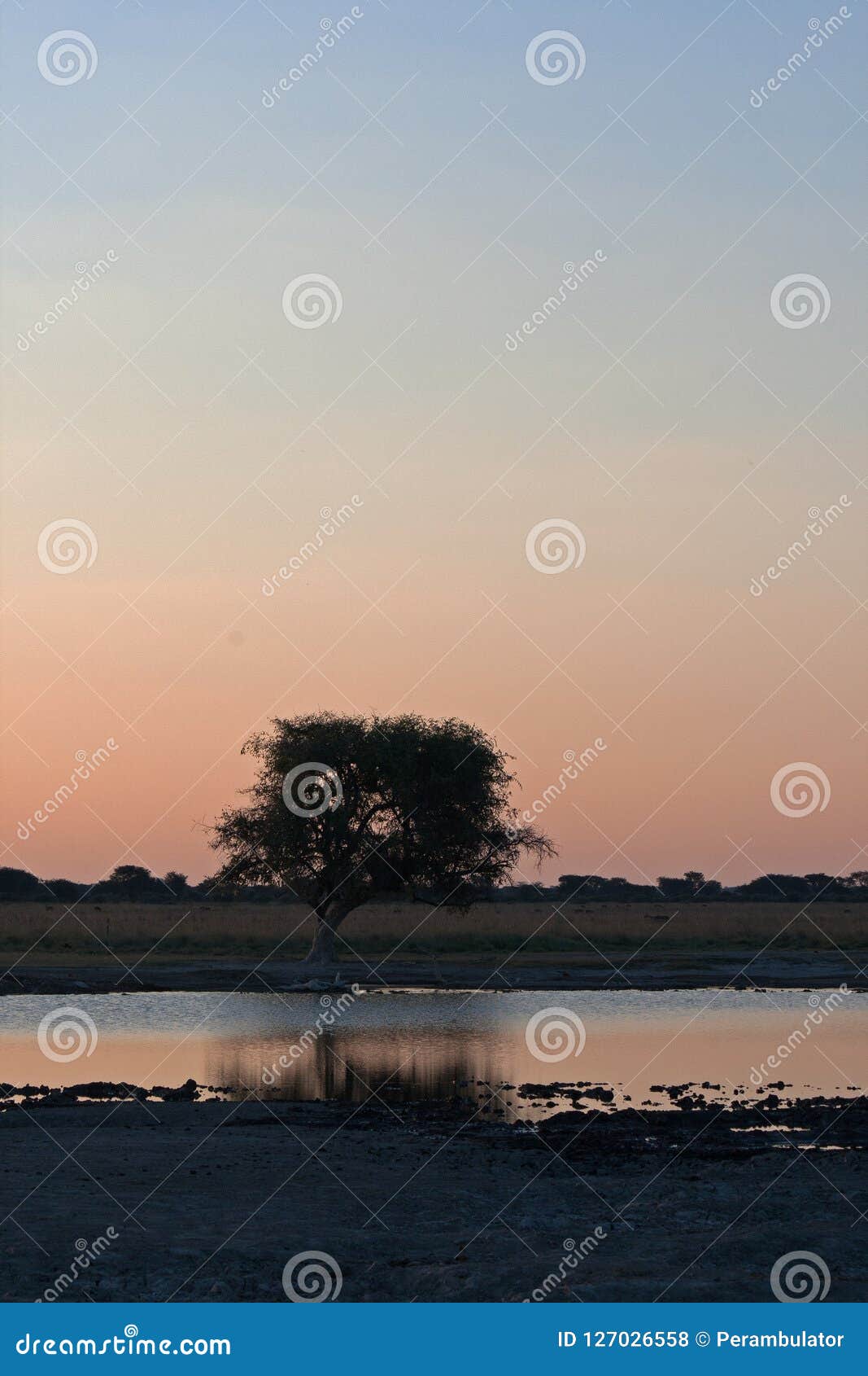 REFLECTION of a TREE in WATER at SUNSET in AFRICA Stock Photo - Image ...