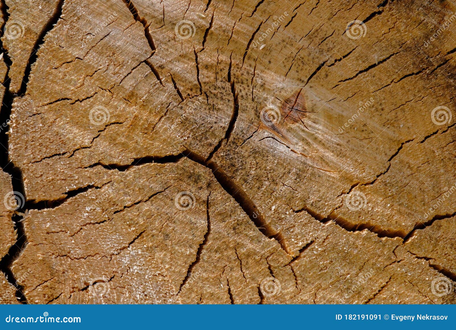 View of the Surface of the End Face of a Birch Log Dotted with Cobwebs ...