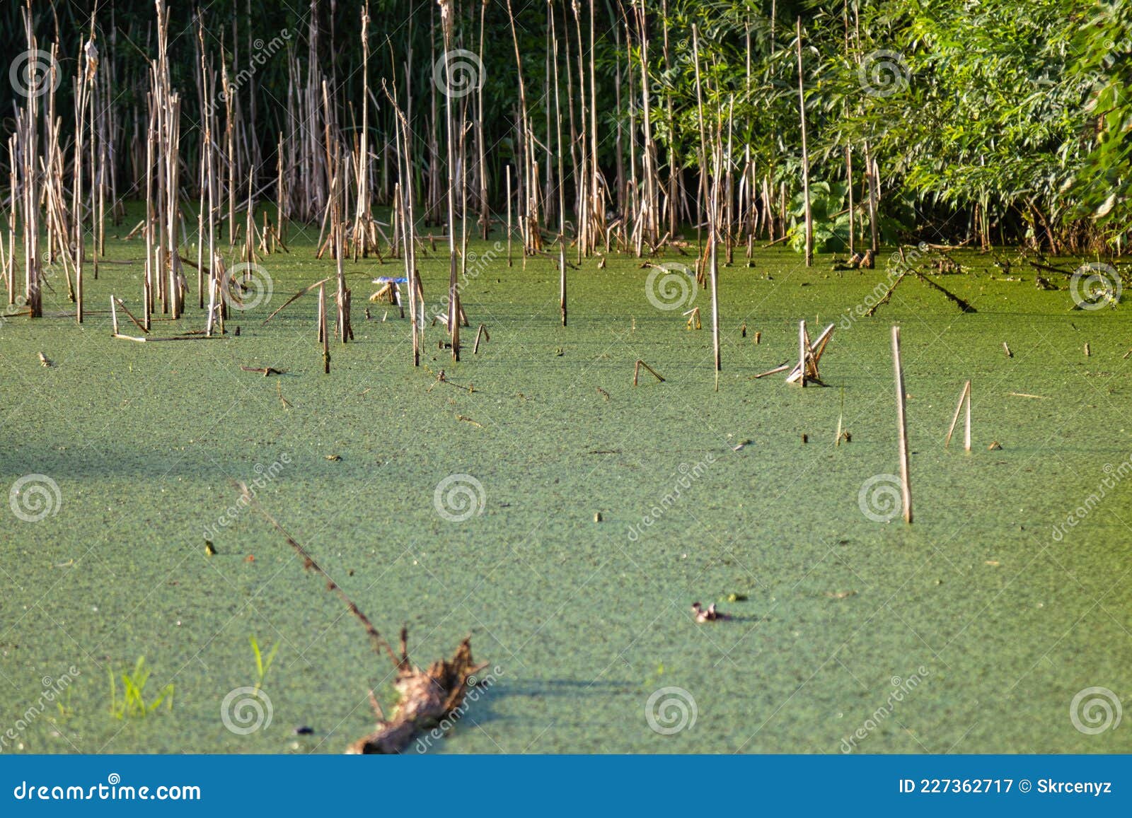 View of the Surface of a Green Polluted Pond Stock Image - Image of ...