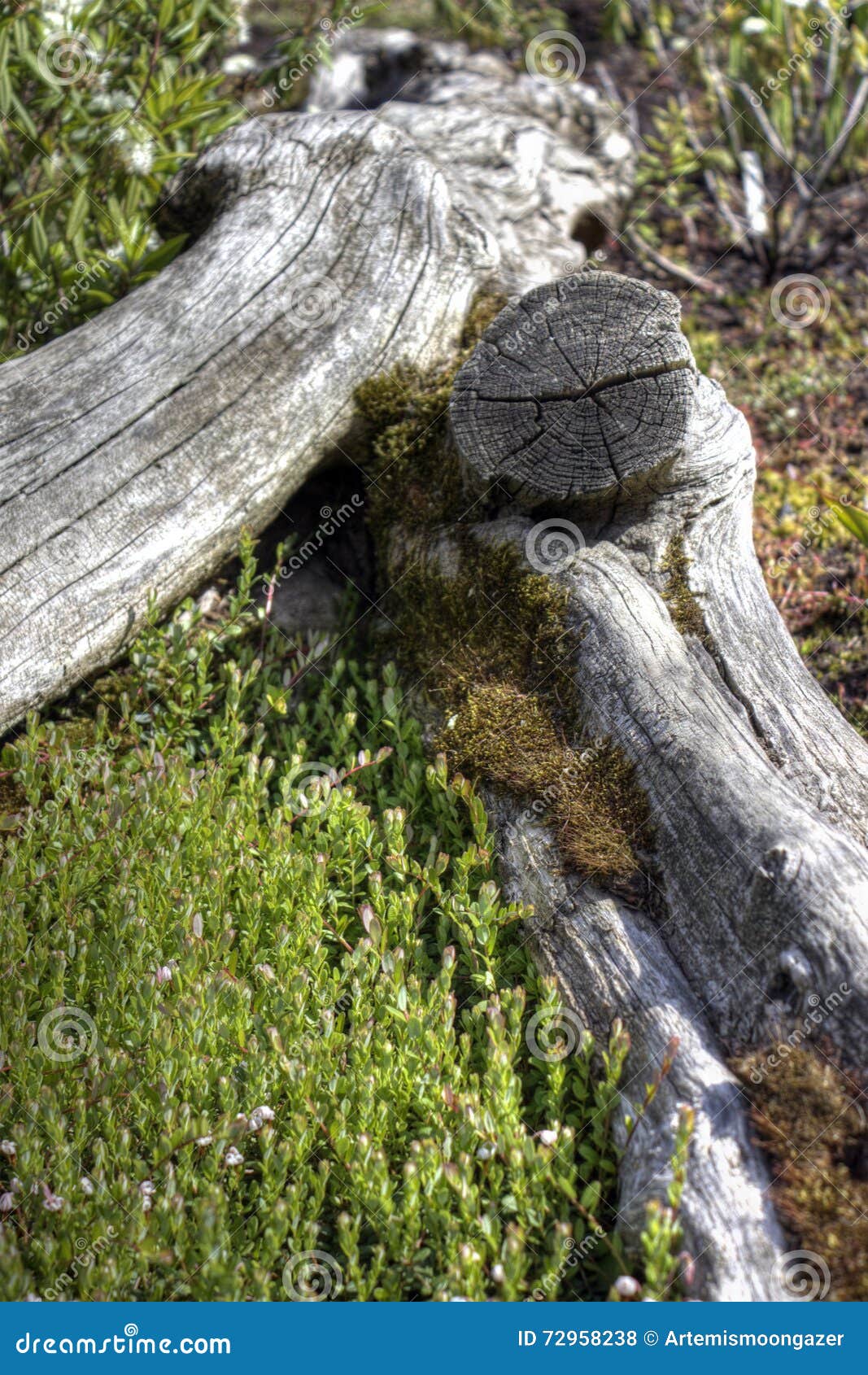 View of Swamp Flora, Tree Log and Greenery Stock Photo - Image of ...