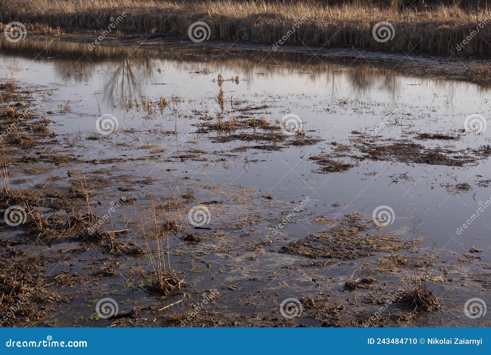 View of Swamp. Polluted River Stock Photo - Image of landscape, swamp ...