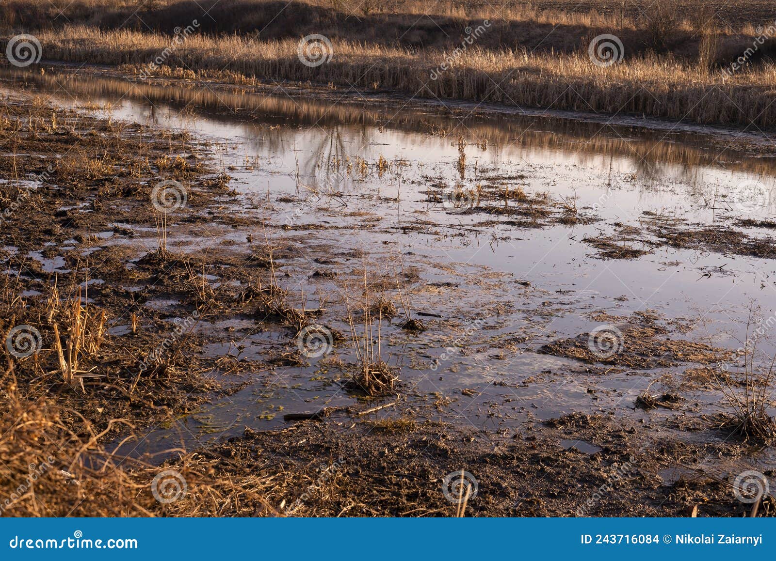 View of Swamp. Polluted River Stock Photo - Image of background, grass ...