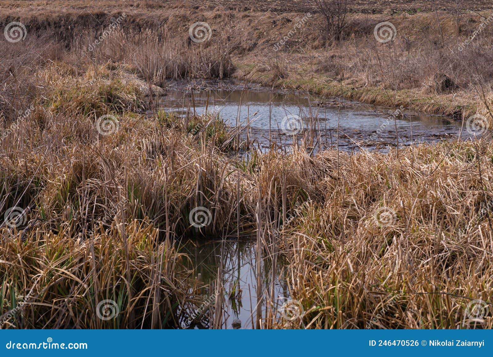View of Swamp. Polluted River, Countryside Stock Photo - Image of ...
