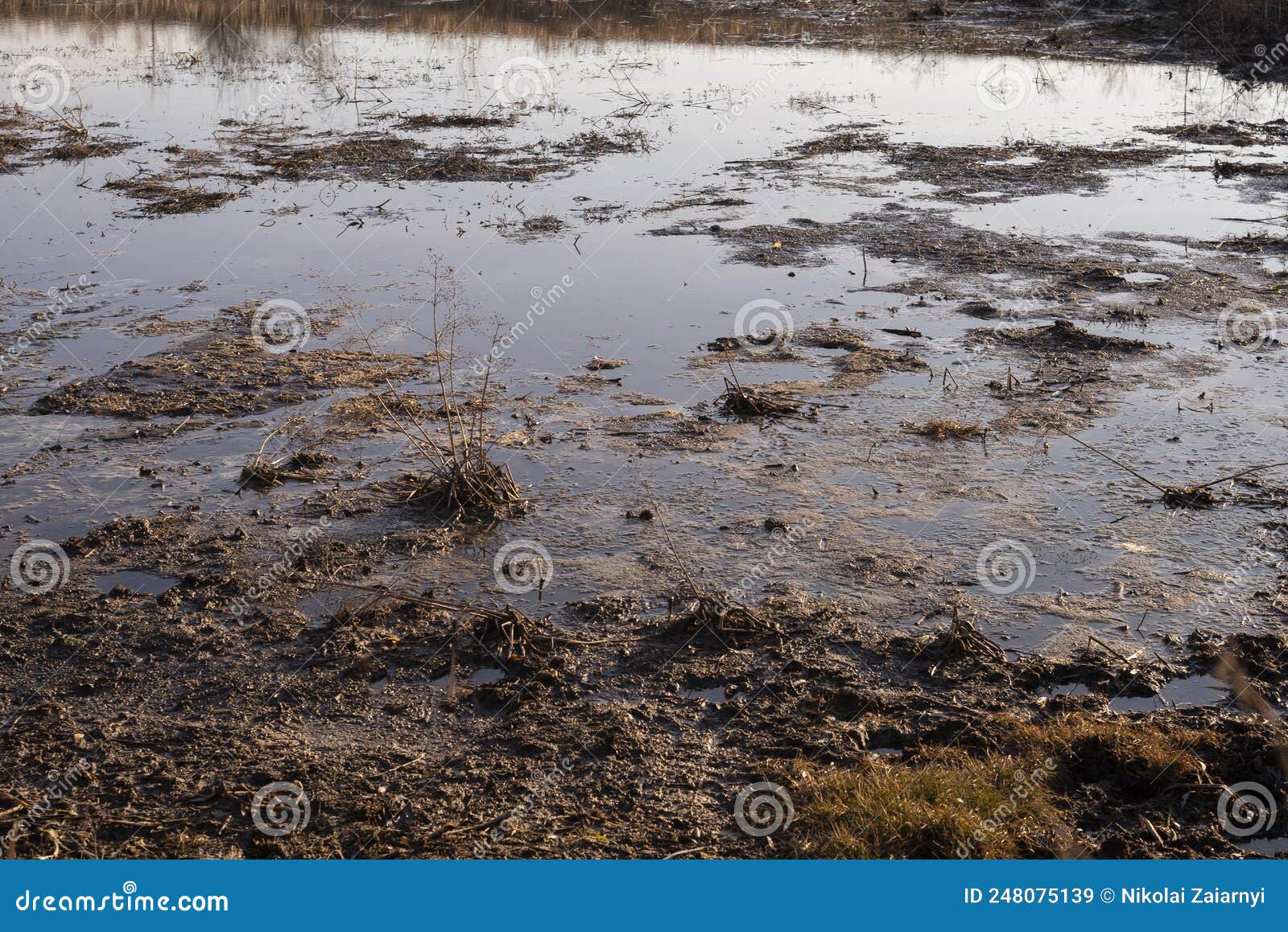 View of Swamp. Polluted River Stock Image - Image of fens, high: 248075139
