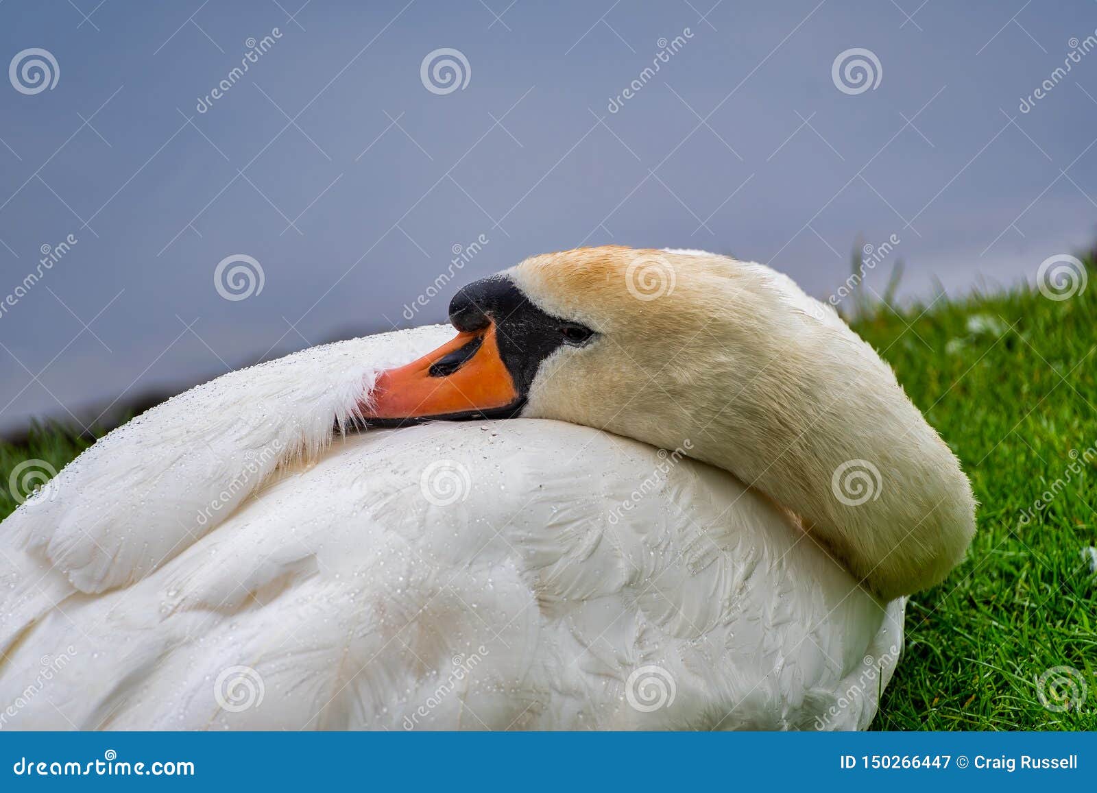 View of a Swan Resting Its Head on Its Back Stock Image - Image of ...