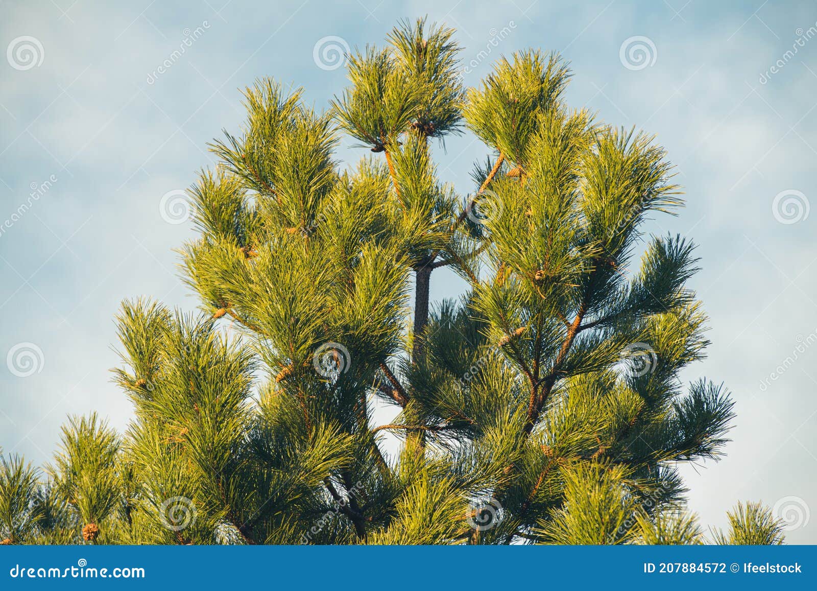 View of Tall Fir Tree in Spring with Clear Sky Stock Photo - Image of ...