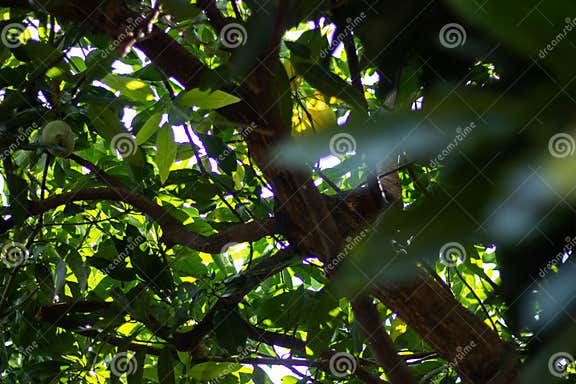 View of a Tall Mango Tree from Below Stock Photo - Image of tree, mango ...