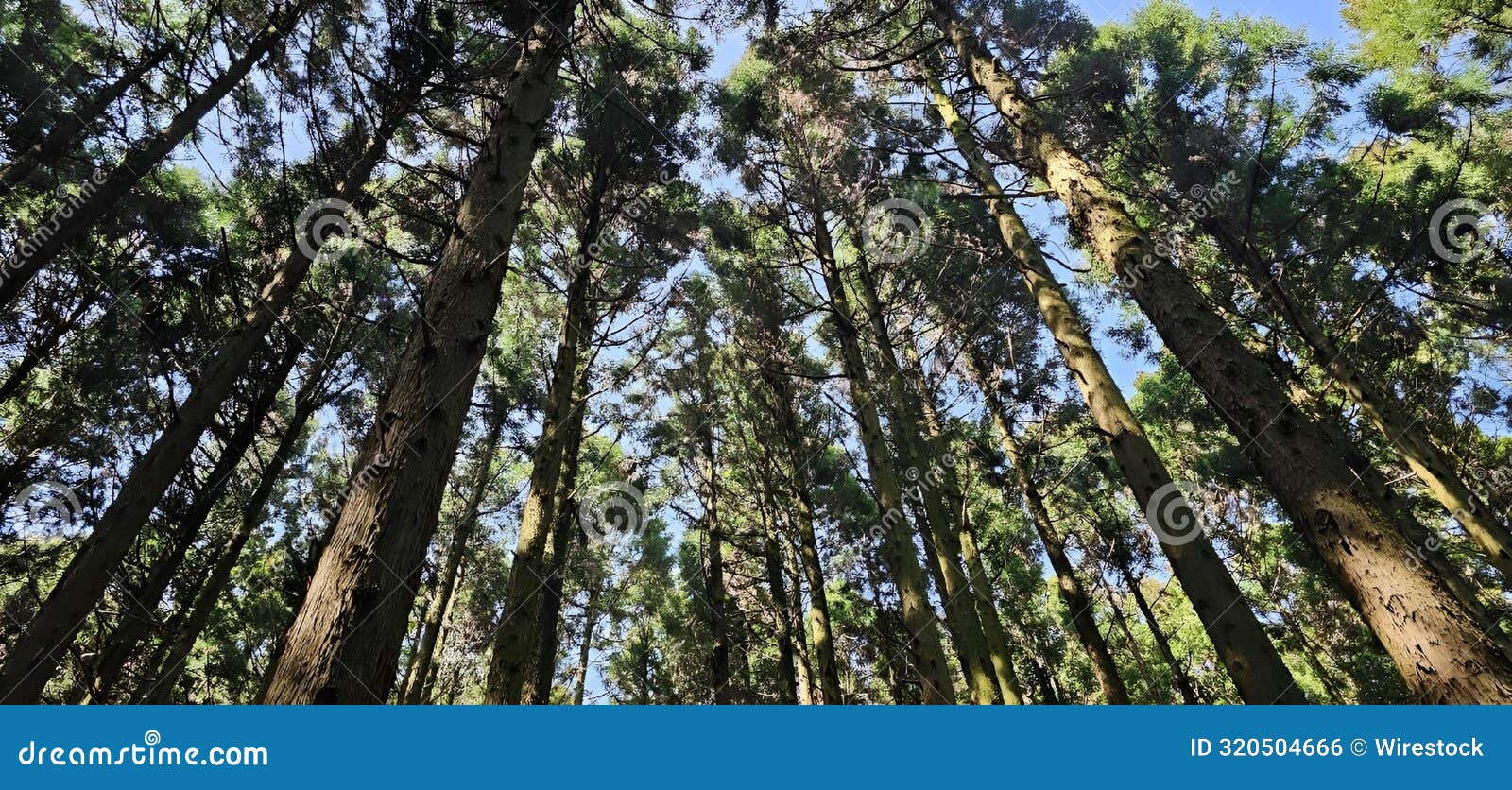 View of Tall Pine Tree Canopy from Below Stock Photo - Image of ...