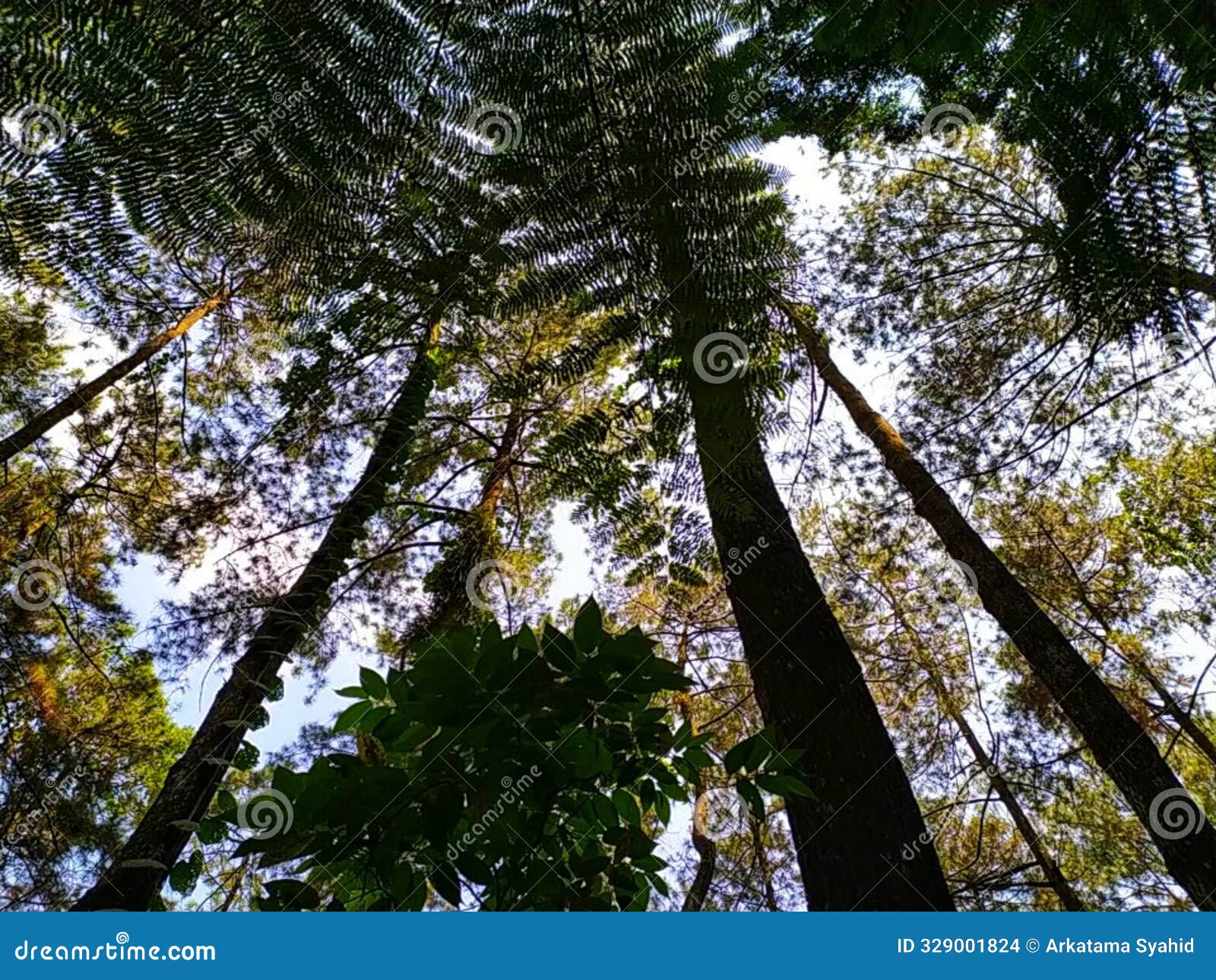 View of the Tall Tree Forest from Below, Indonesia. Stock Photo - Image ...
