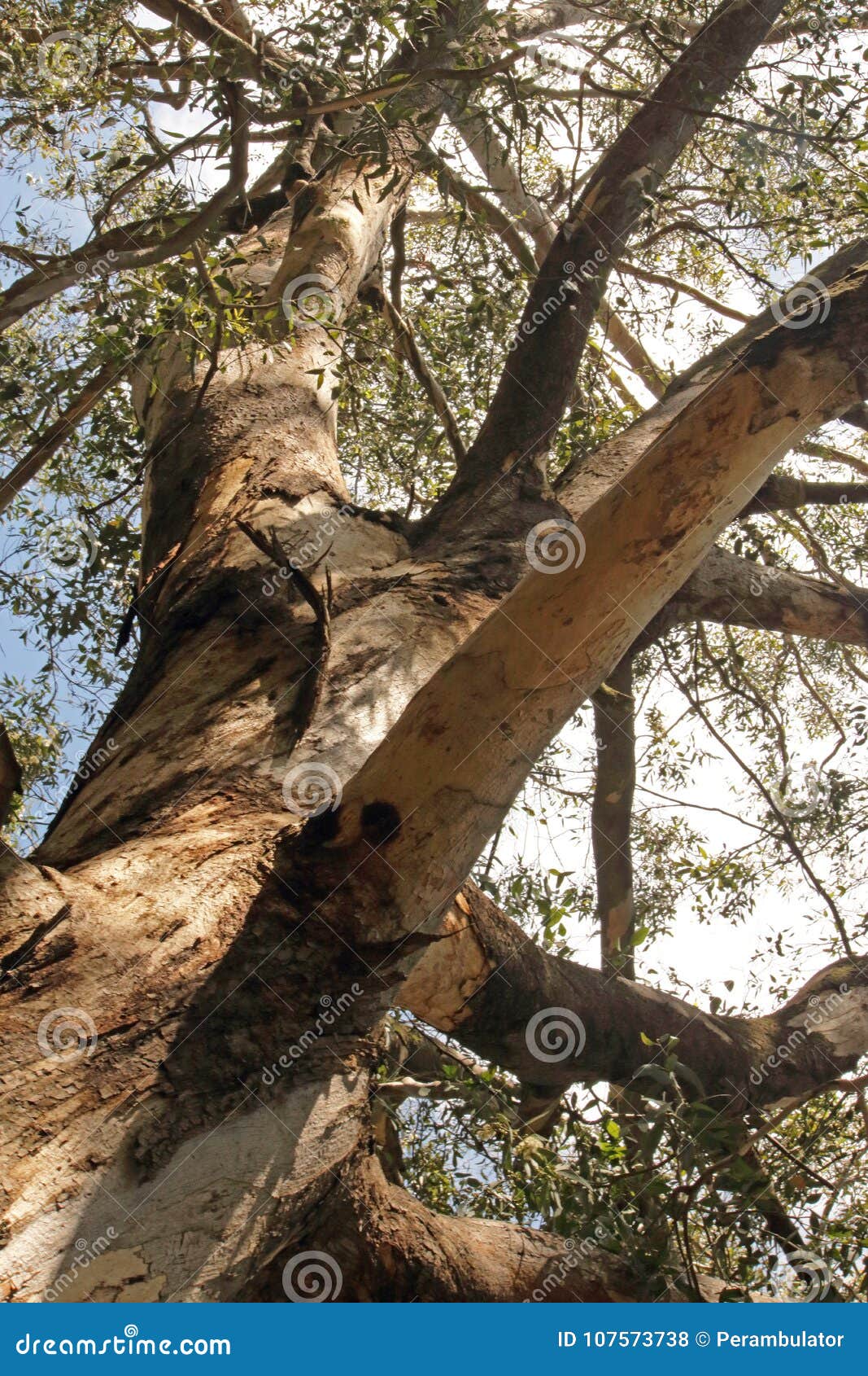 STRONG TREE with THICKSET BRANCHES Stock Photo - Image of branches ...