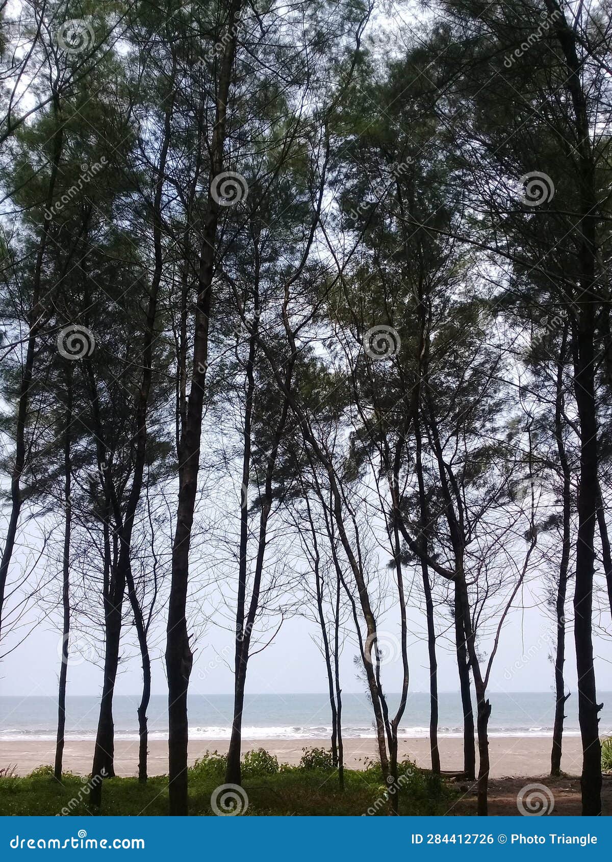 View of Tall Trees on the Beach Stock Photo - Image of palm, grow ...