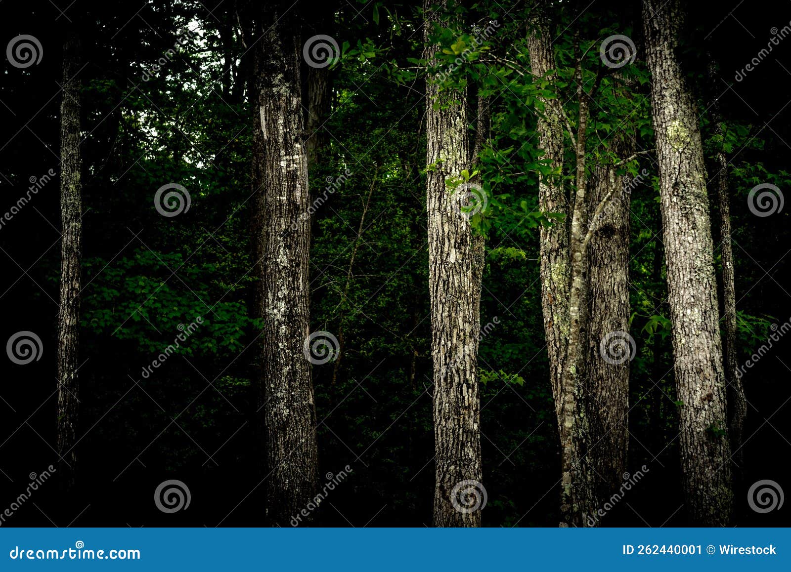 View of Tall Trees in a Forest, Creating a Nature Background Stock ...