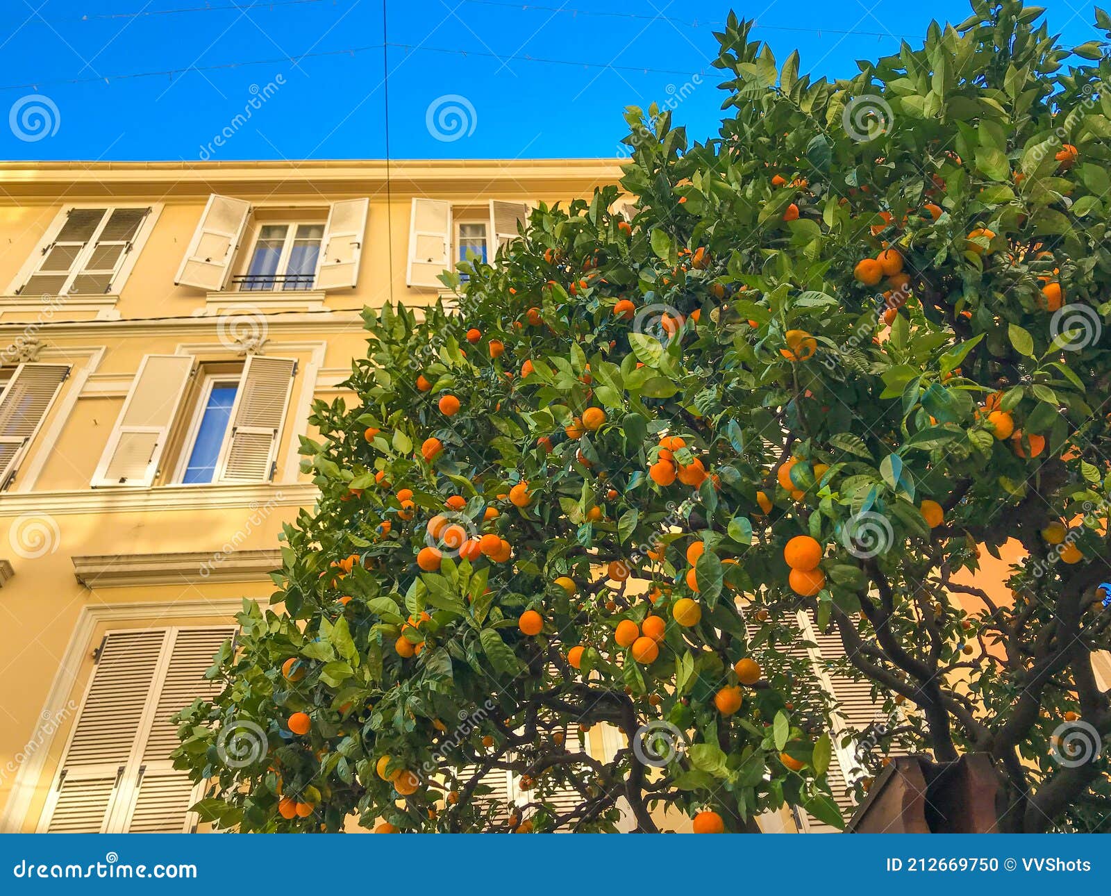 Tangerine Tree in Monte Carlo, Monaco Editorial Image - Image of ...