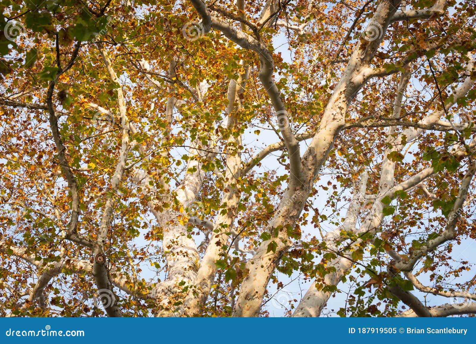 View through a Tangle of Branches in Large Tree with White Bark and ...