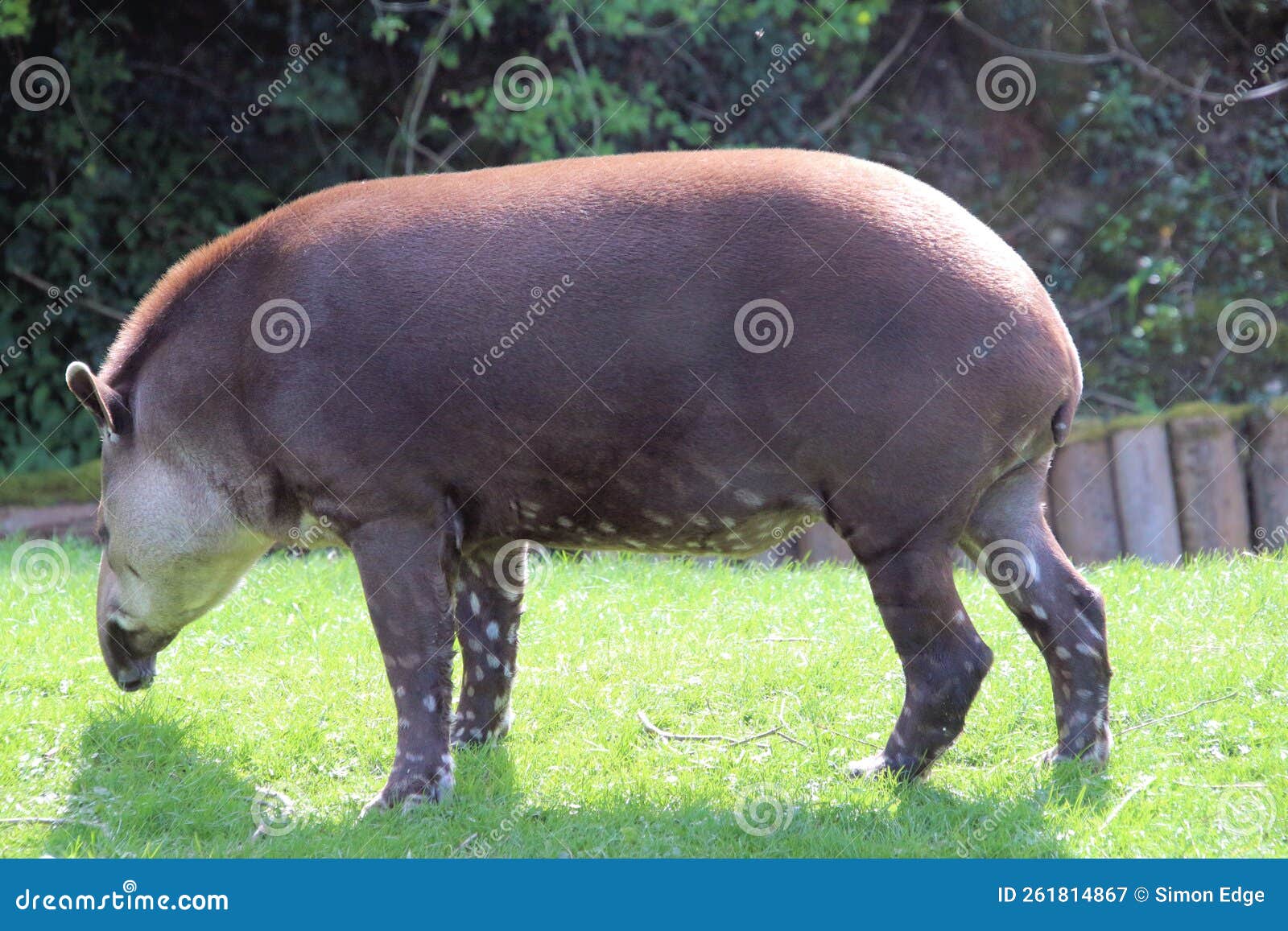 A view of a Tapir stock image. Image of tapir, zebra - 261814867