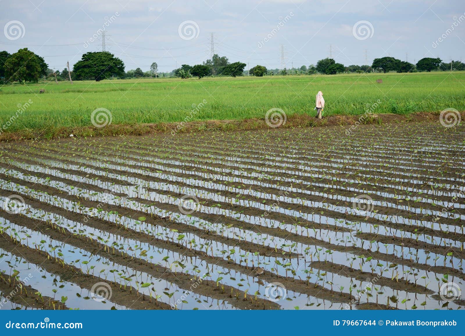 A view of Taro fields stock photo. Image of farmer, lowland - 79667644