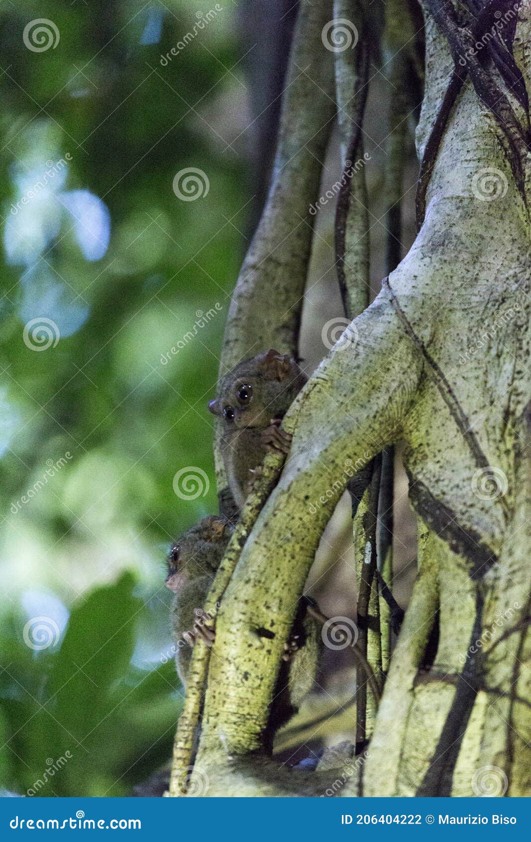 View of Tarsius on Tree in Tangkoko Park Stock Photo - Image of tarsier ...
