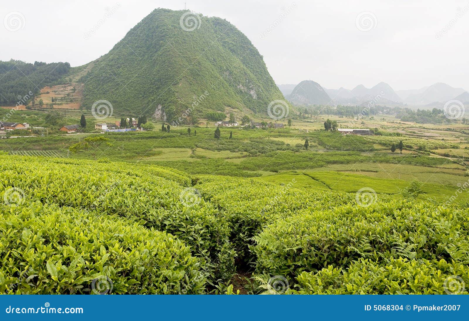 View of the tea fields stock photo. Image of house, plantation - 5068304
