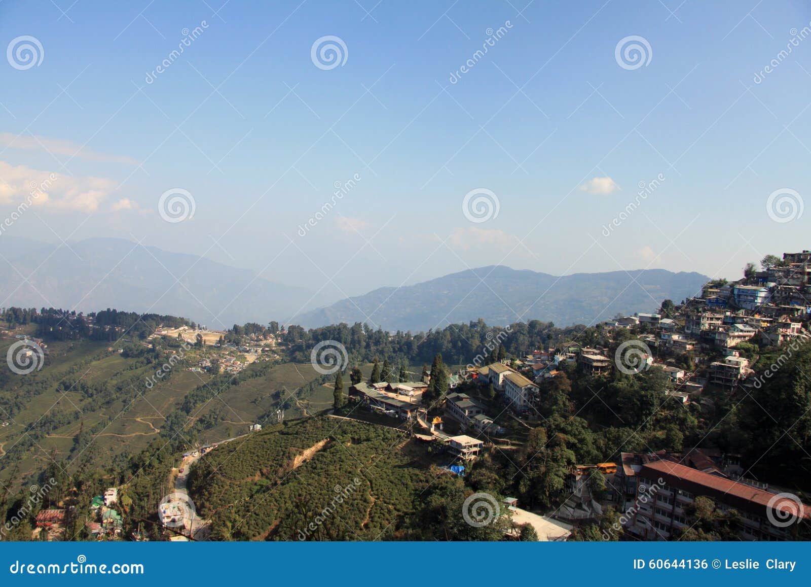 View of Tea Fields in Darjeeling, Sikkim, India Stock Photo - Image of ...