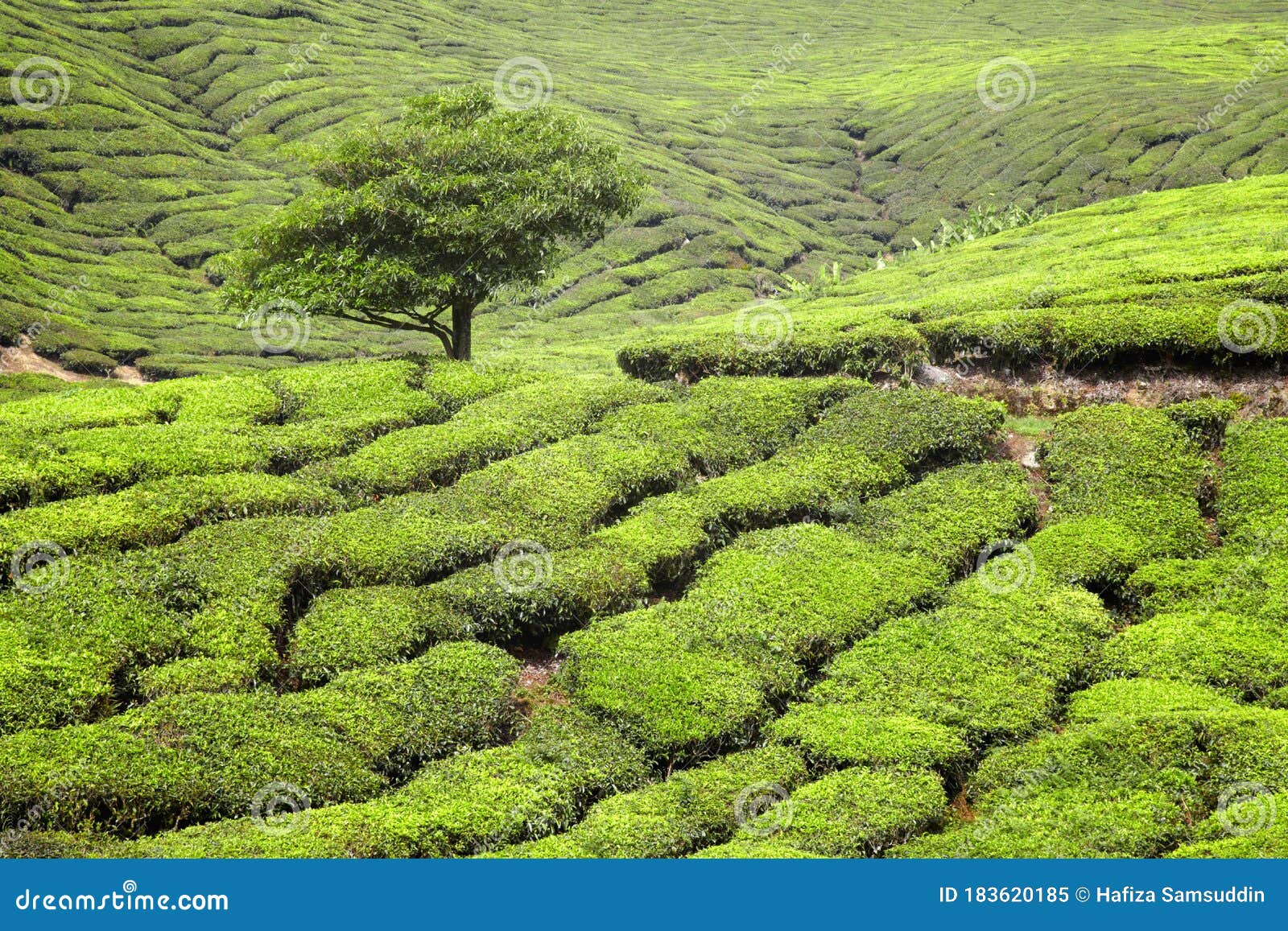 View of tea plantation stock image. Image of view, outdoors - 183620185