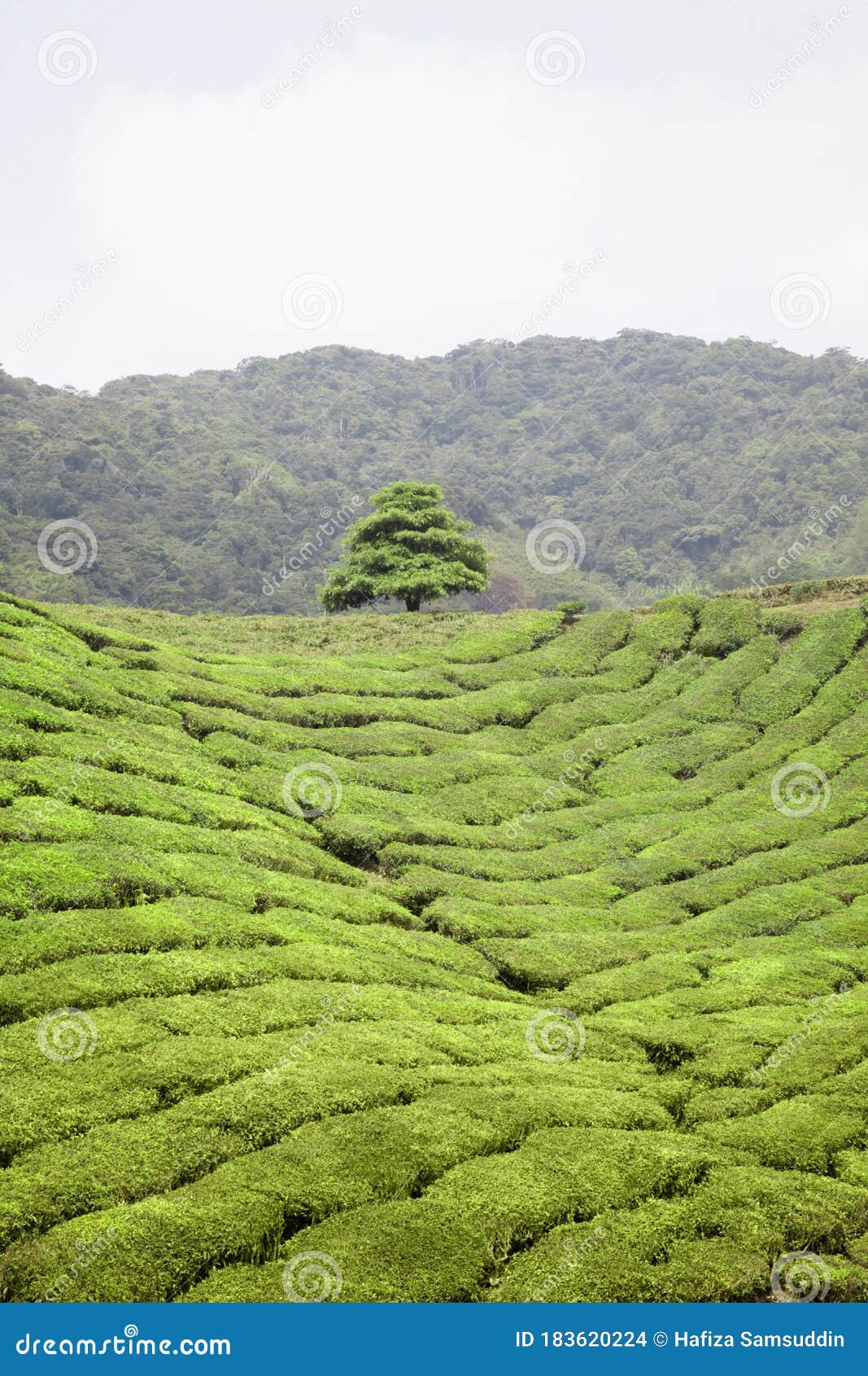 View of tea plantation stock photo. Image of life, scenic - 183620224