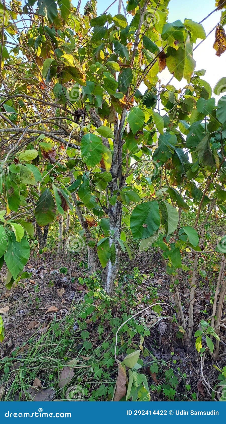 View of Teak Tree Forest in the Afternoon, Tropical Rural Area of ...
