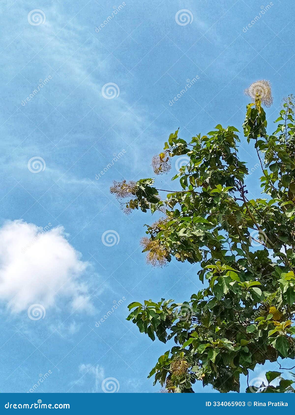 Teak Trees Stock Photo | CartoonDealer.com #154603548 Teak Trees Stock Photo | CartoonDealer.com #154603548