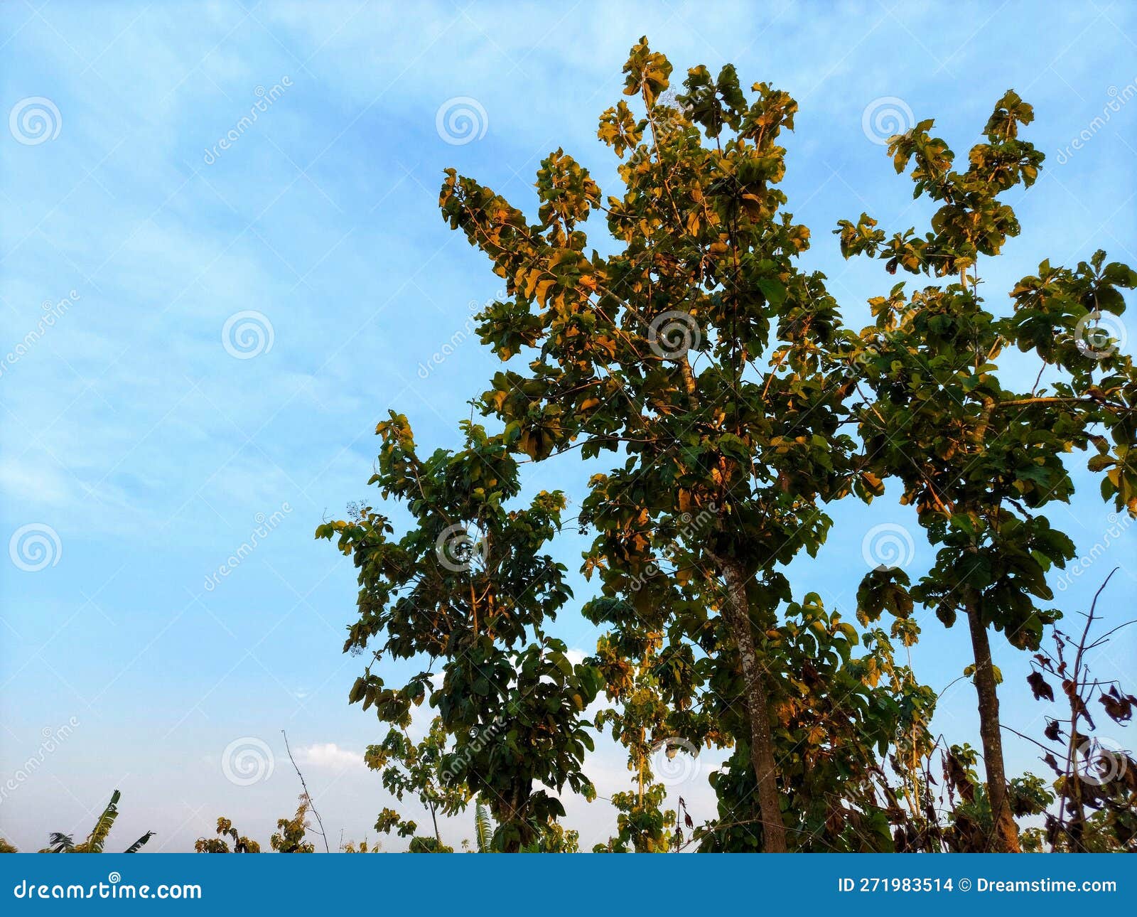 View of Teak Trees in the Forest in the Evening Stock Photo - Image of ...