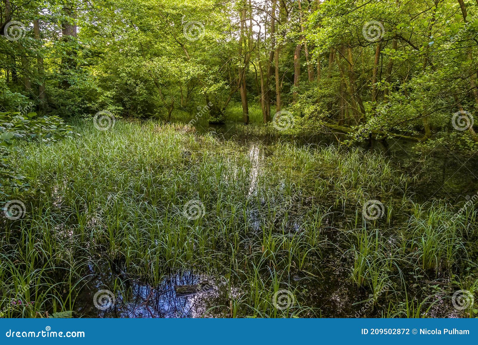 A View of Temperate Swampland in the Midlands of England Stock Photo ...