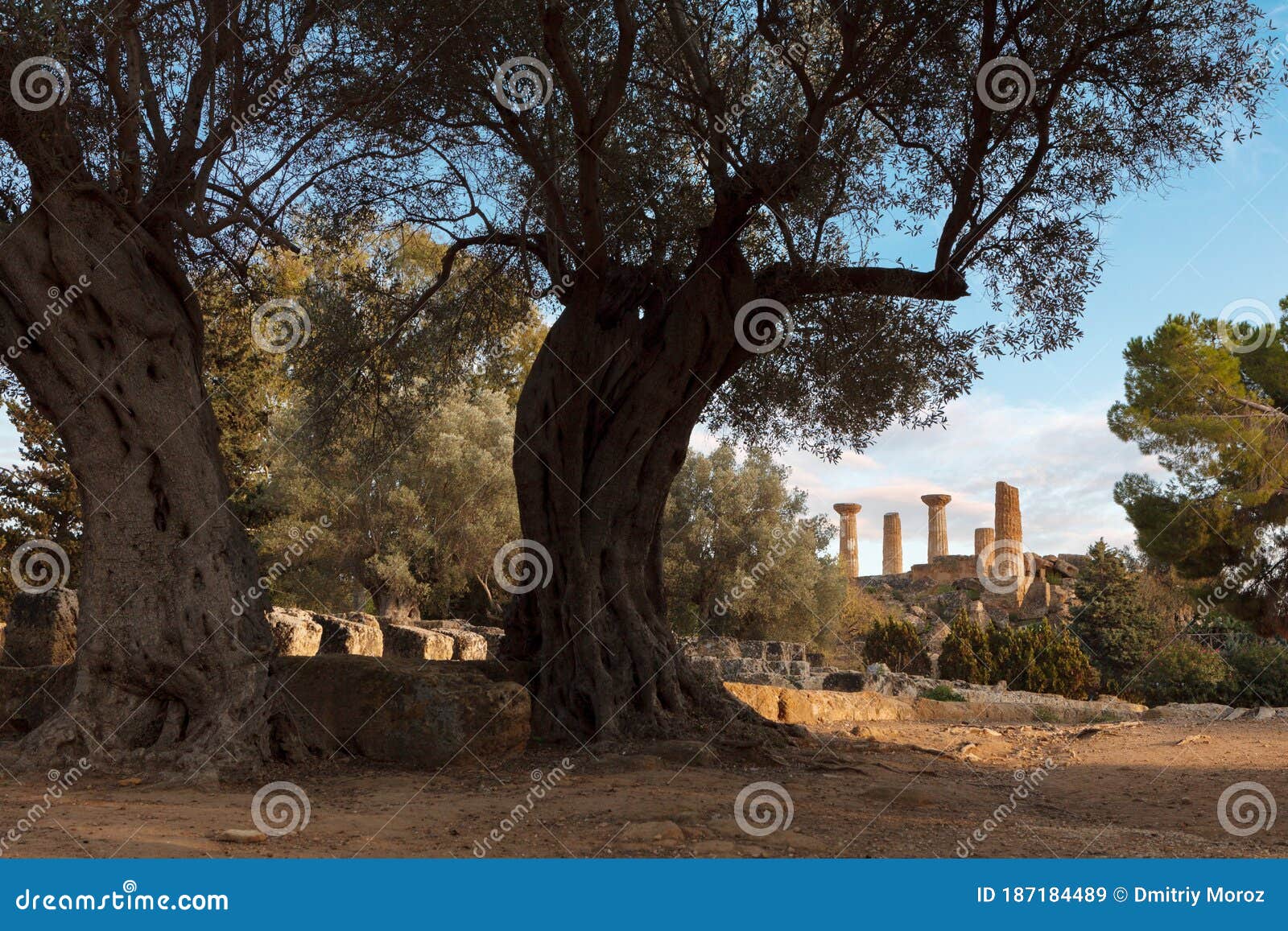 View on the Temple of Heracles and Old Olive Trees in the Valley of the ...