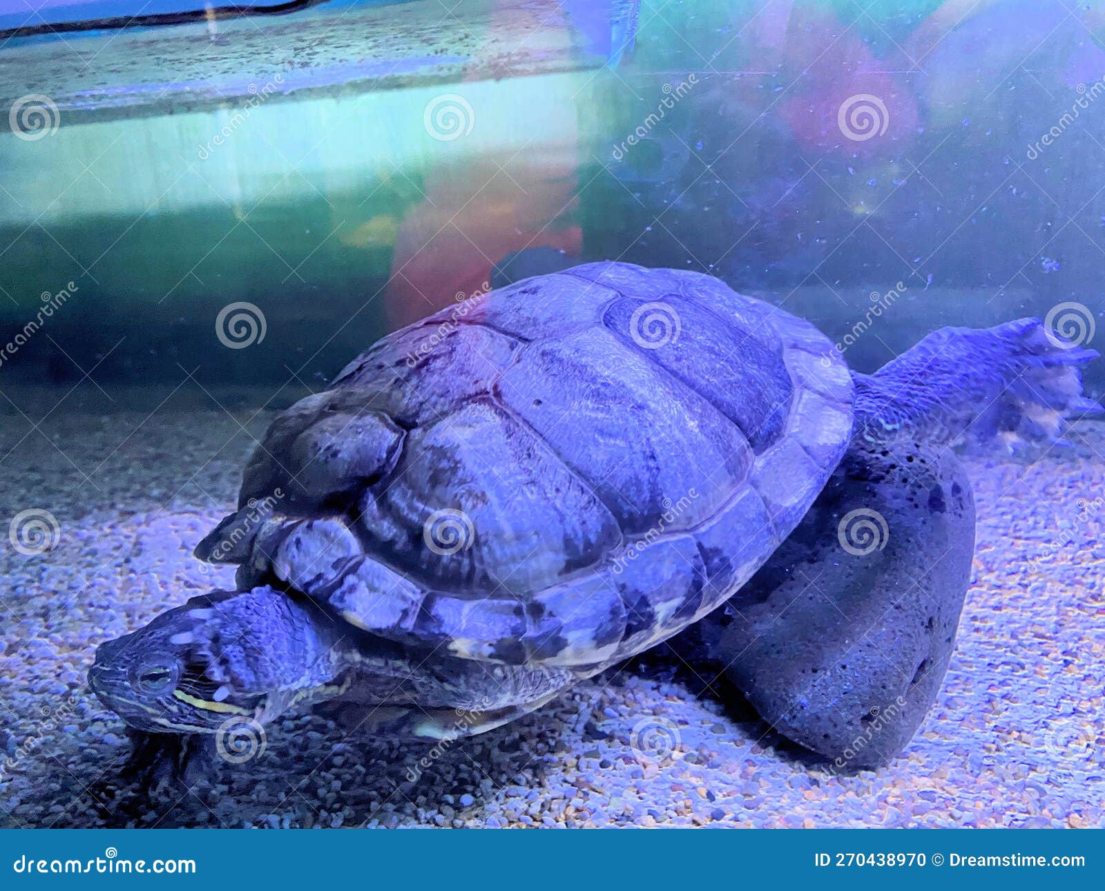 A View of a Terrapin in an Aquarium Stock Photo - Image of view, nature ...
