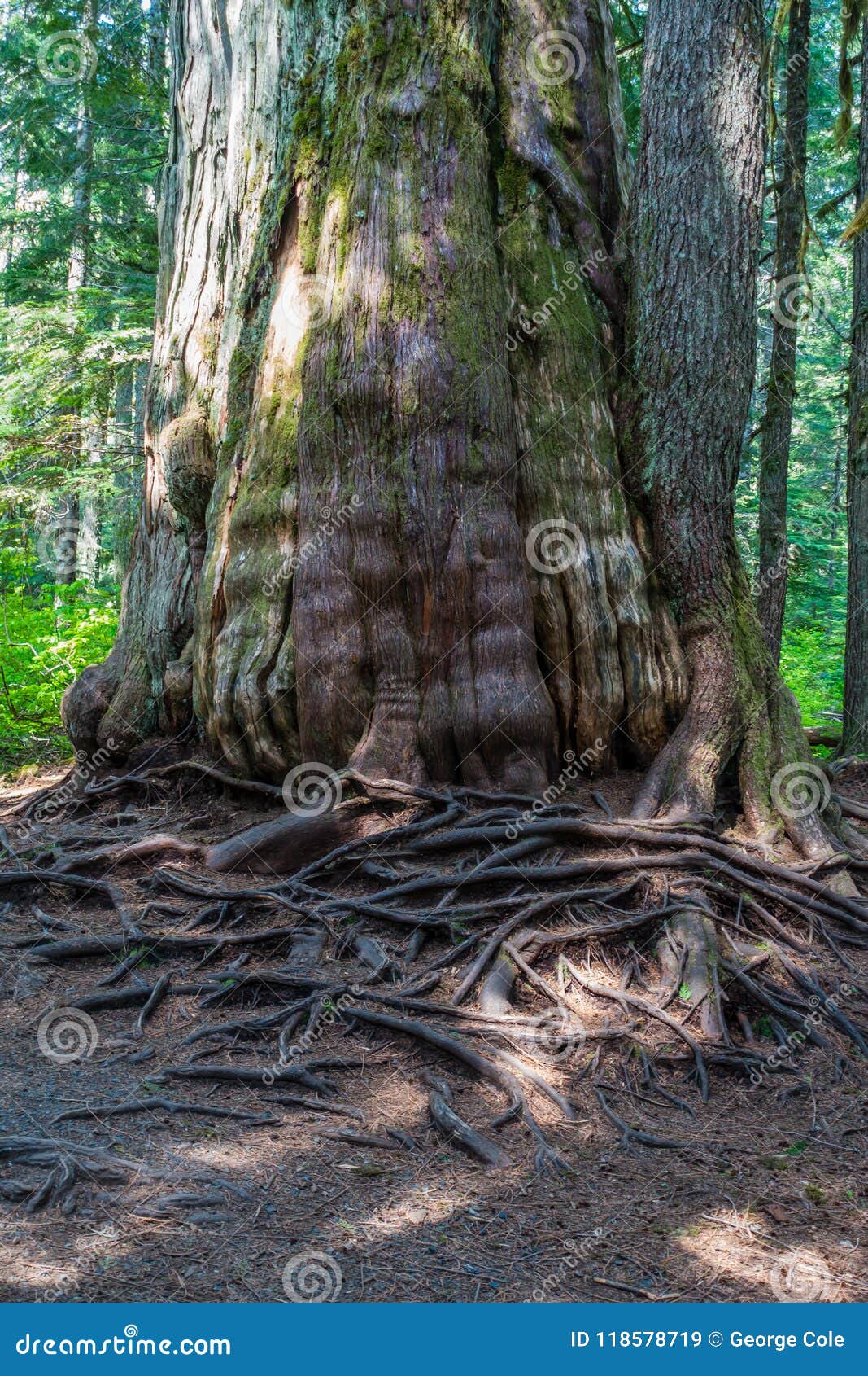 Tree Trunk and Roots 2 stock image. Image of large, growth - 118578719