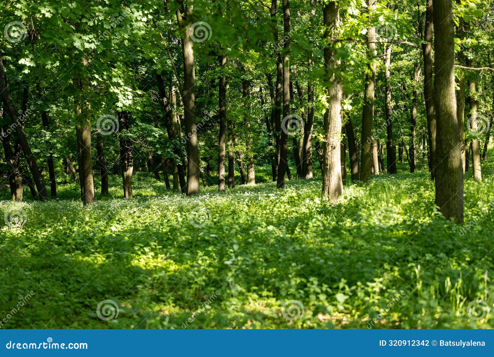View of a Thicket in a Deciduous Forest Stock Photo - Image of trees ...