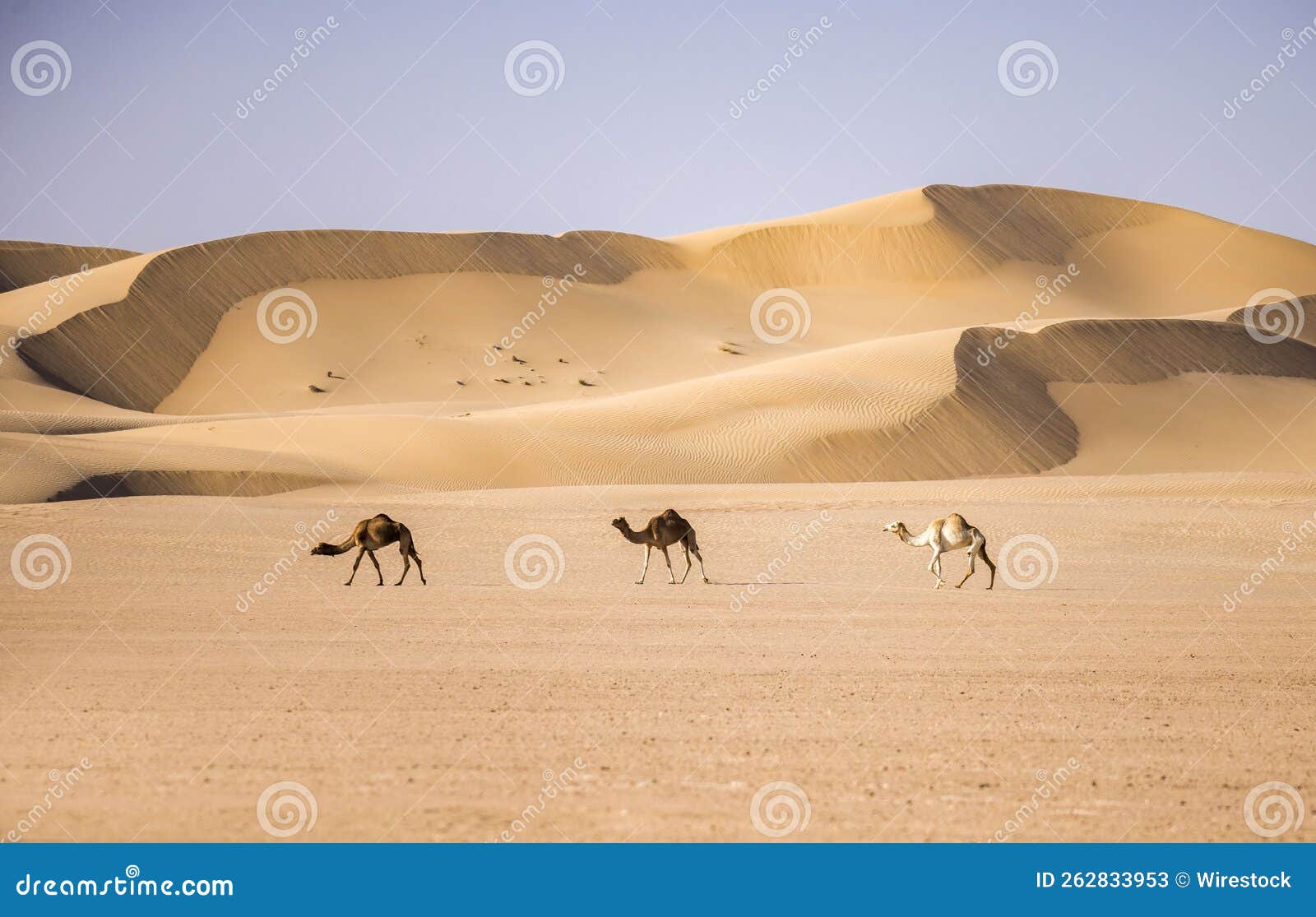View of the Three Camels in the Desert in Dubai, UAE Stock Image ...