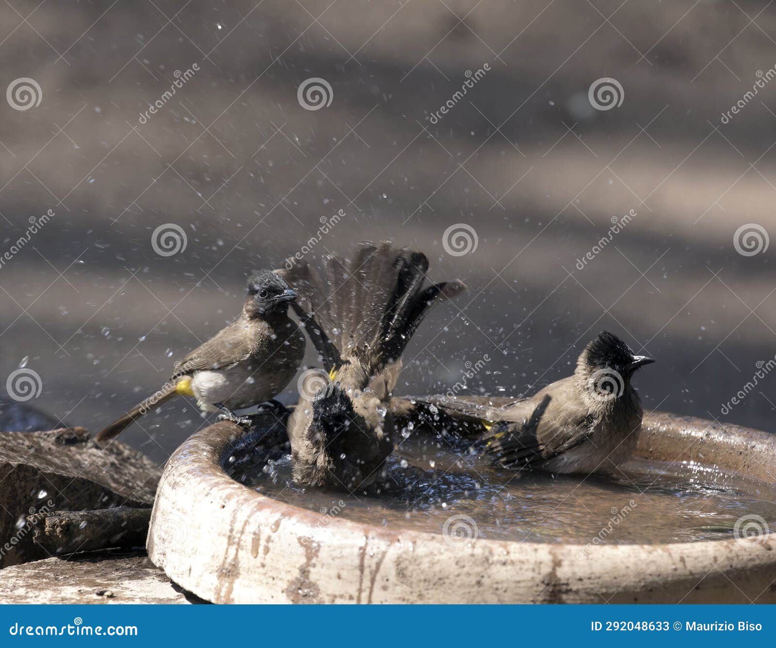 View of Three Common Bulbul Birds Stock Image - Image of park, view ...