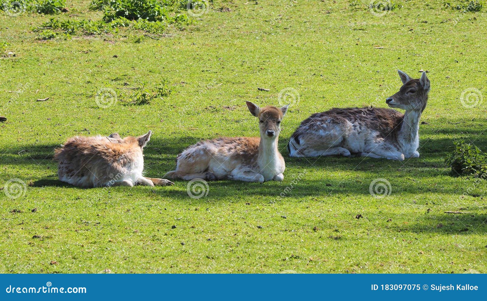 View of three laying deer stock image. Image of europe - 183097075