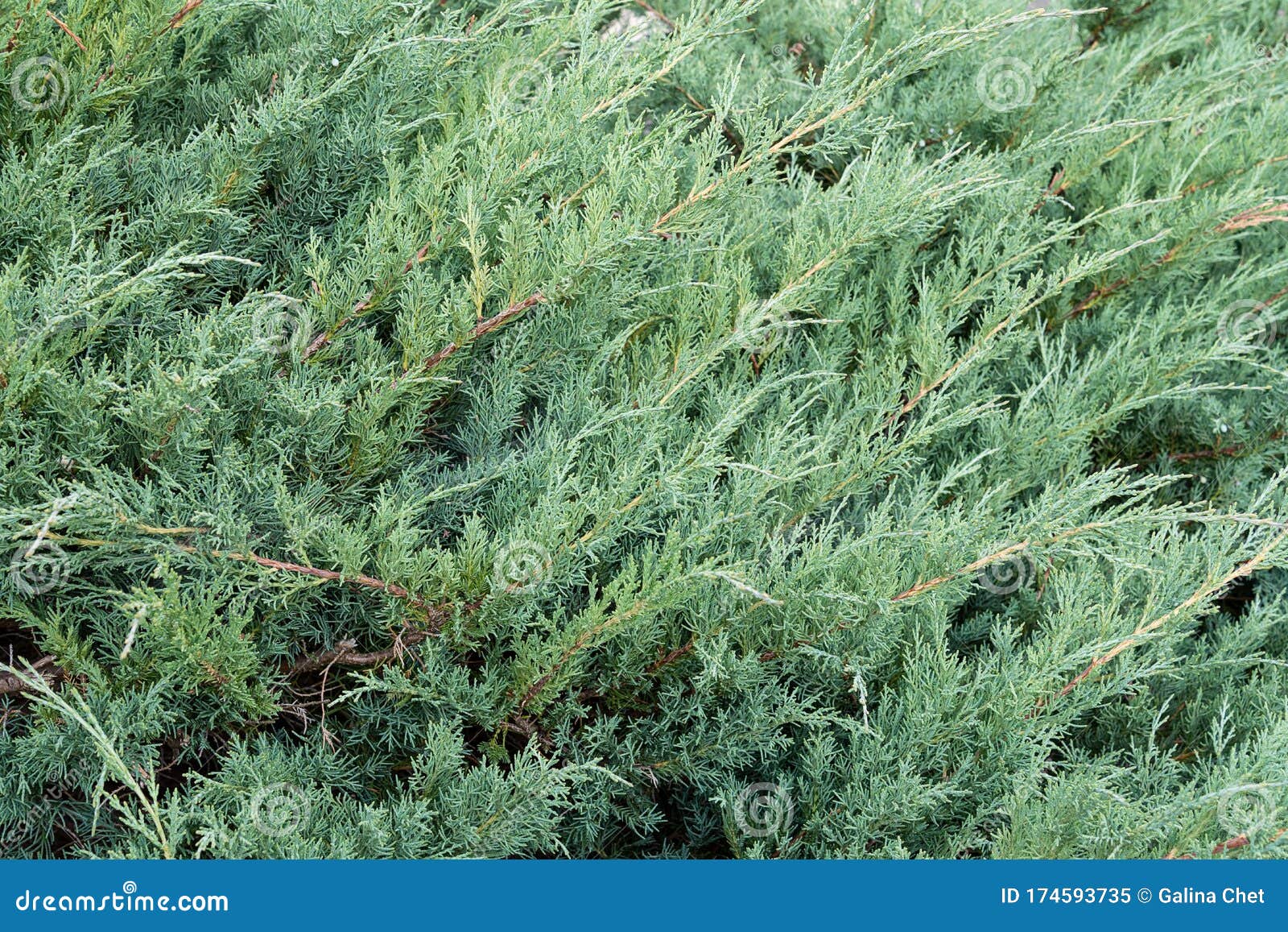 The View of the Thuja is Horizontal. Coniferous Shrub Stock Image ...