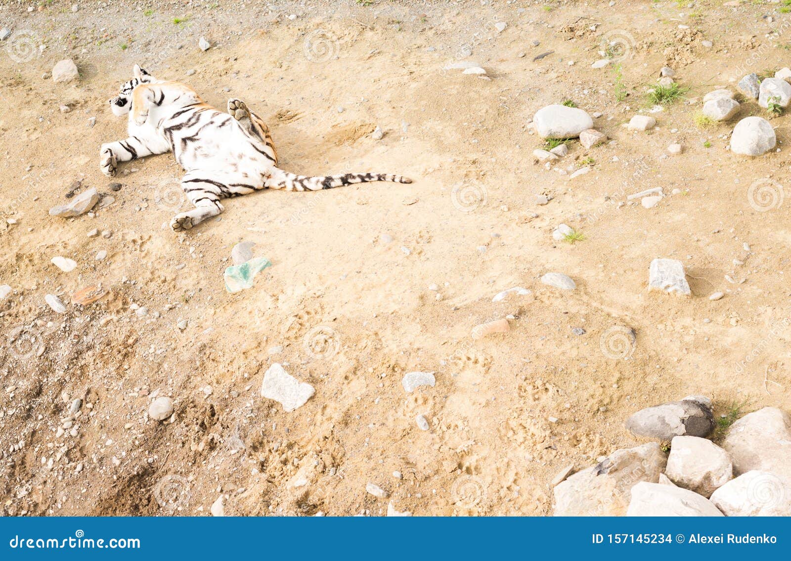 View of the Tiger from Above Stock Photo - Image of stripes, animal ...