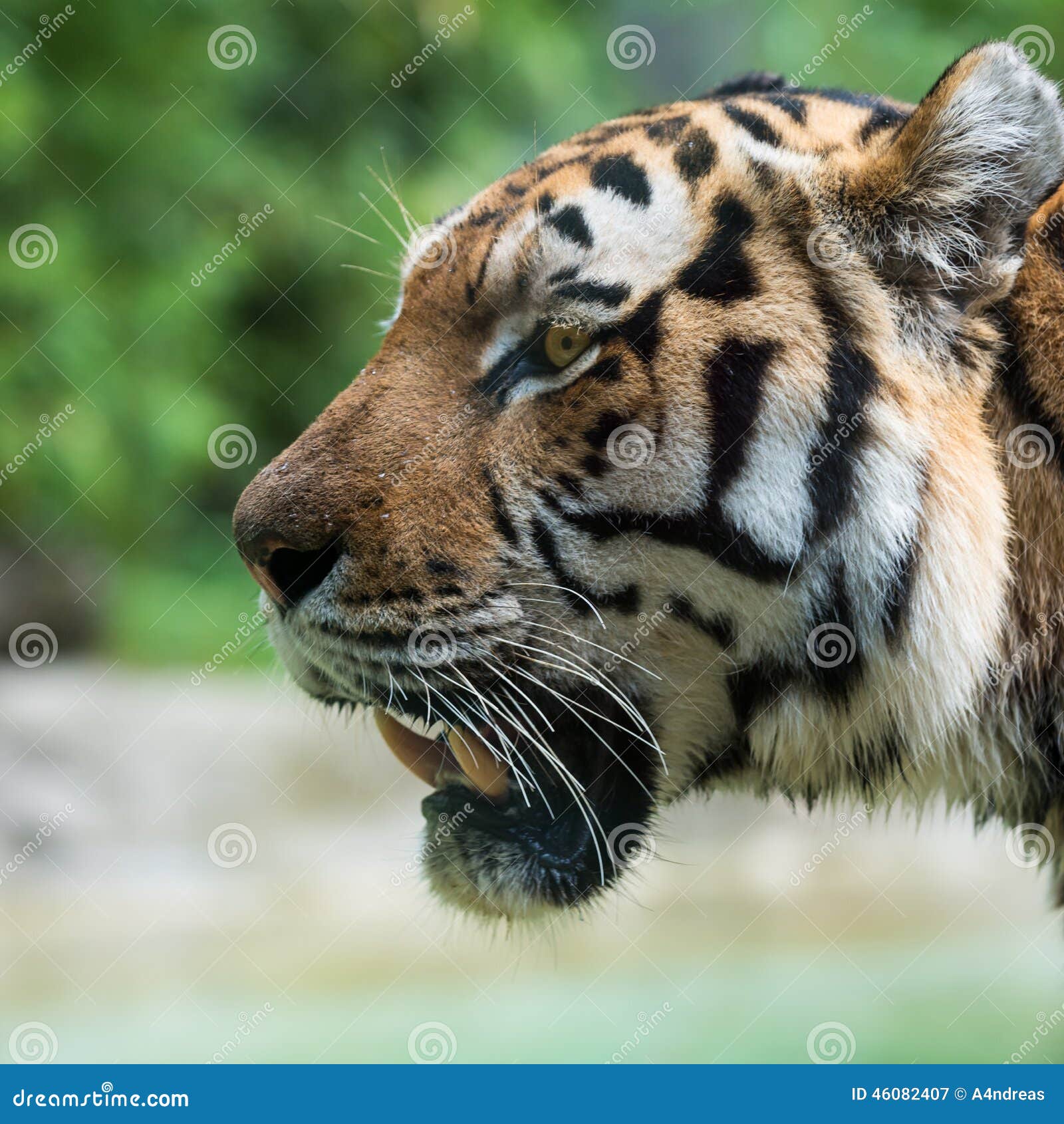 View of Tiger Head from the Side Stock Image - Image of close, asia ...