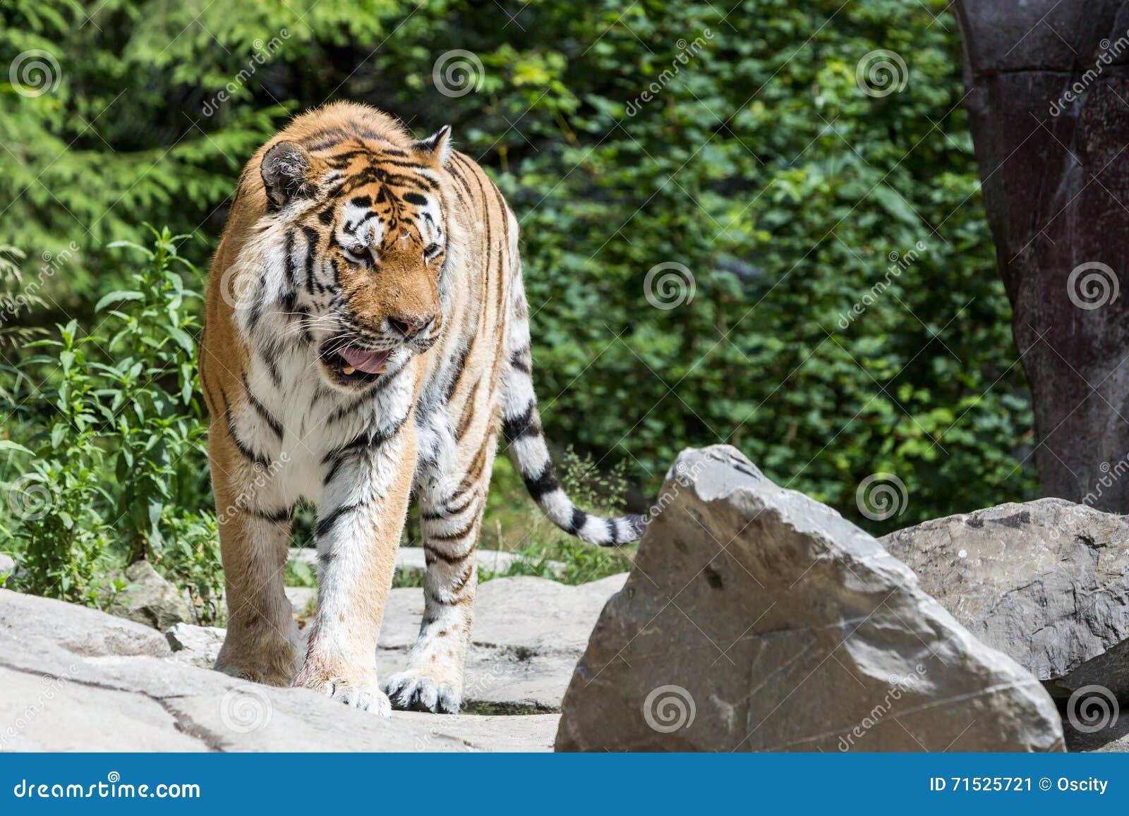 View of Tiger in a Swiss Zoo Stock Image - Image of beauty, animal ...