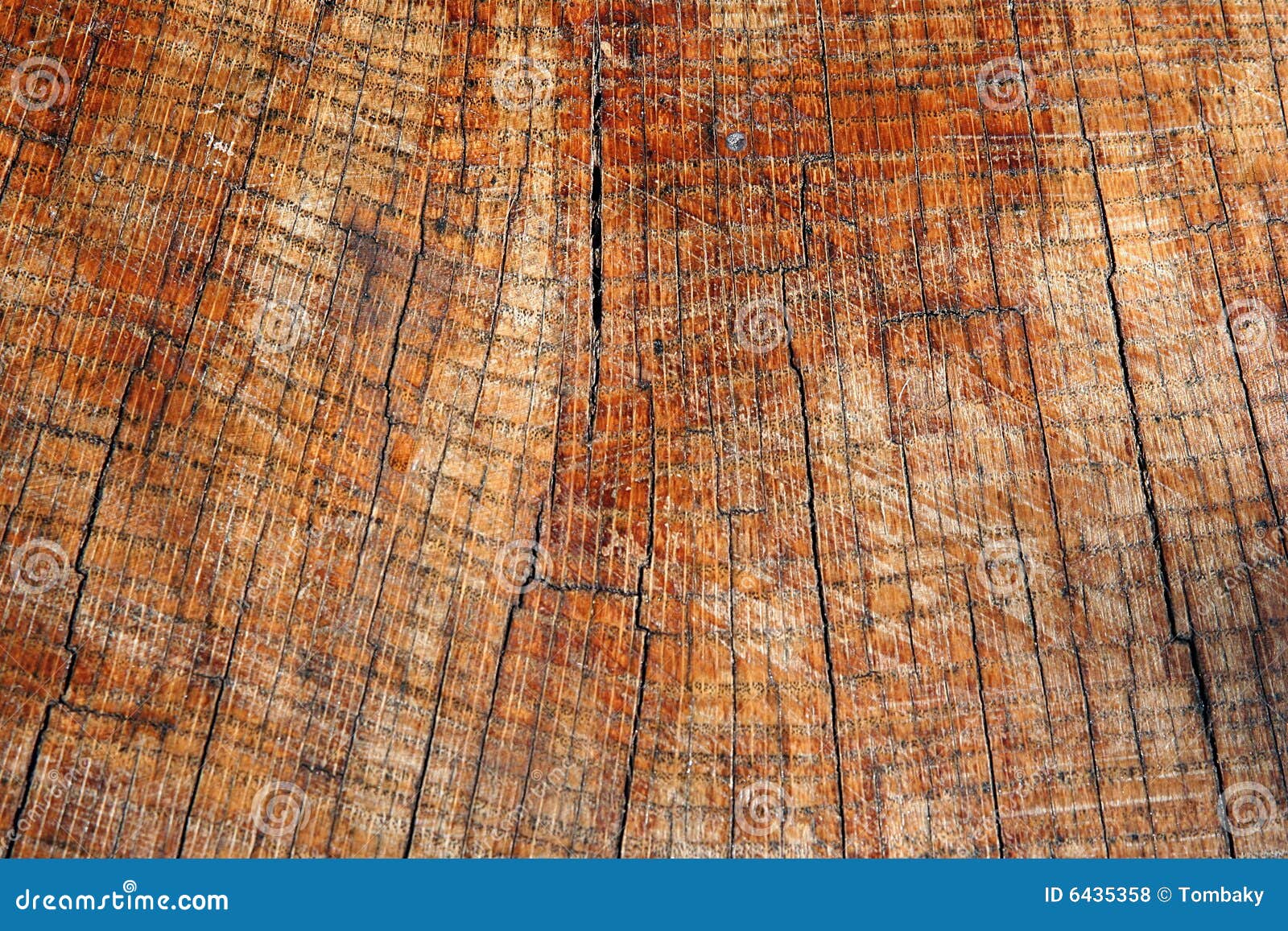 View of timber tree rings stock photo. Image of circle - 6435358