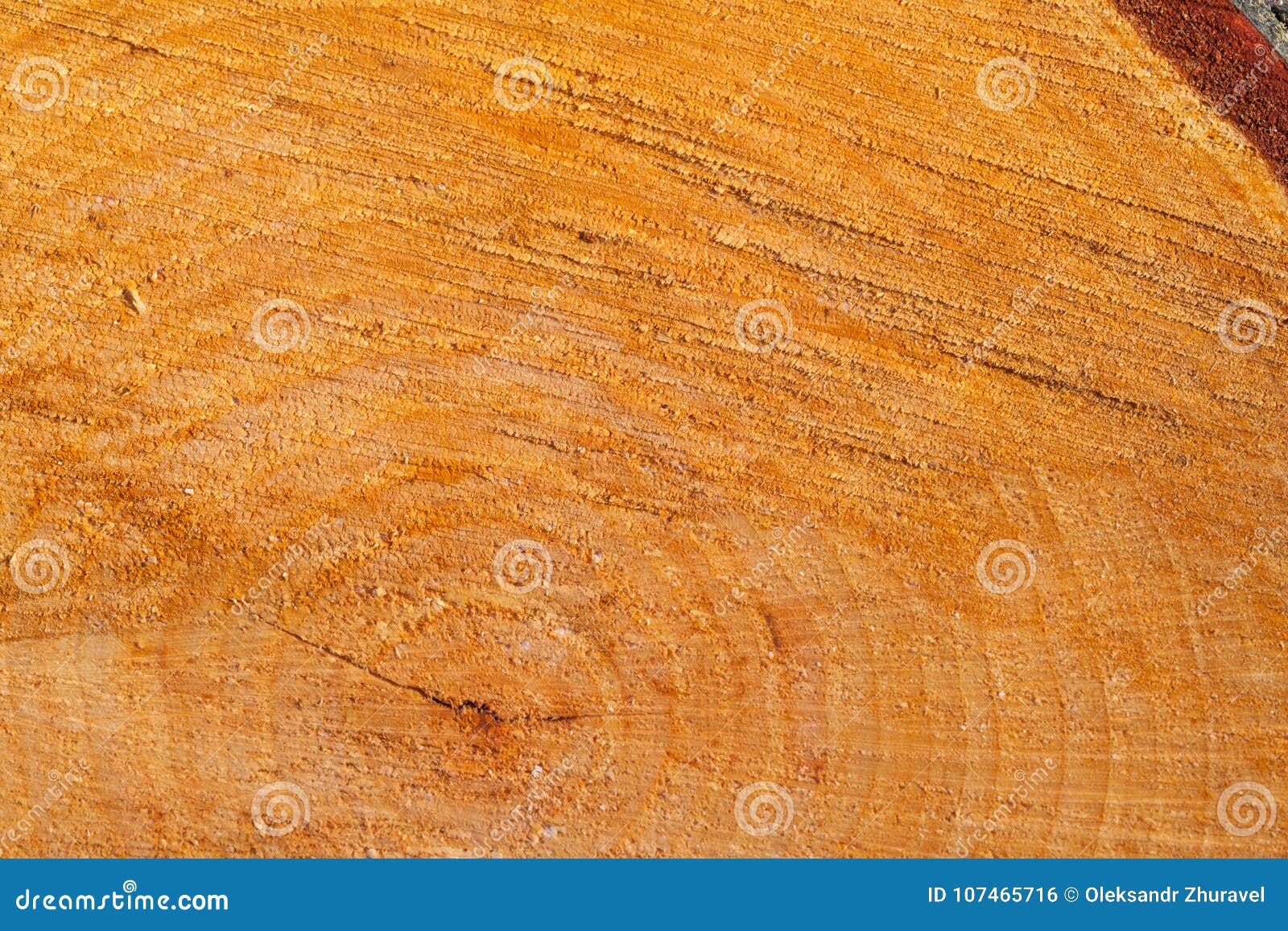 View of timber tree rings stock photo. Image of textured - 107465716
